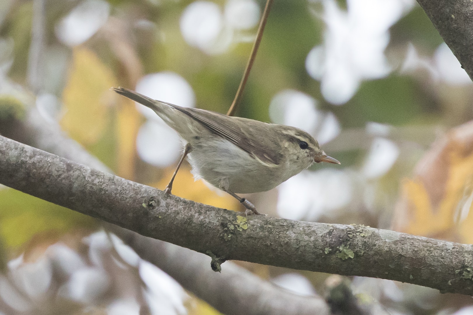 Greenish Warbler by Simon Colenutt - BirdGuides