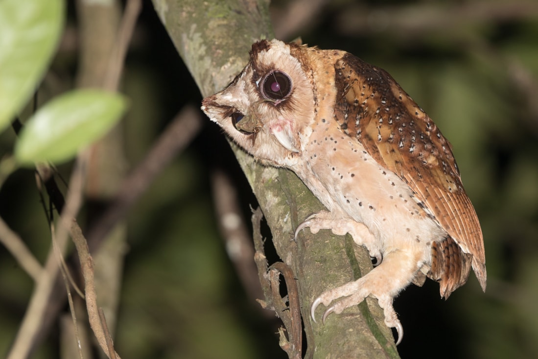 Sri Lanka Bay Owl by Simon Colenutt - BirdGuides