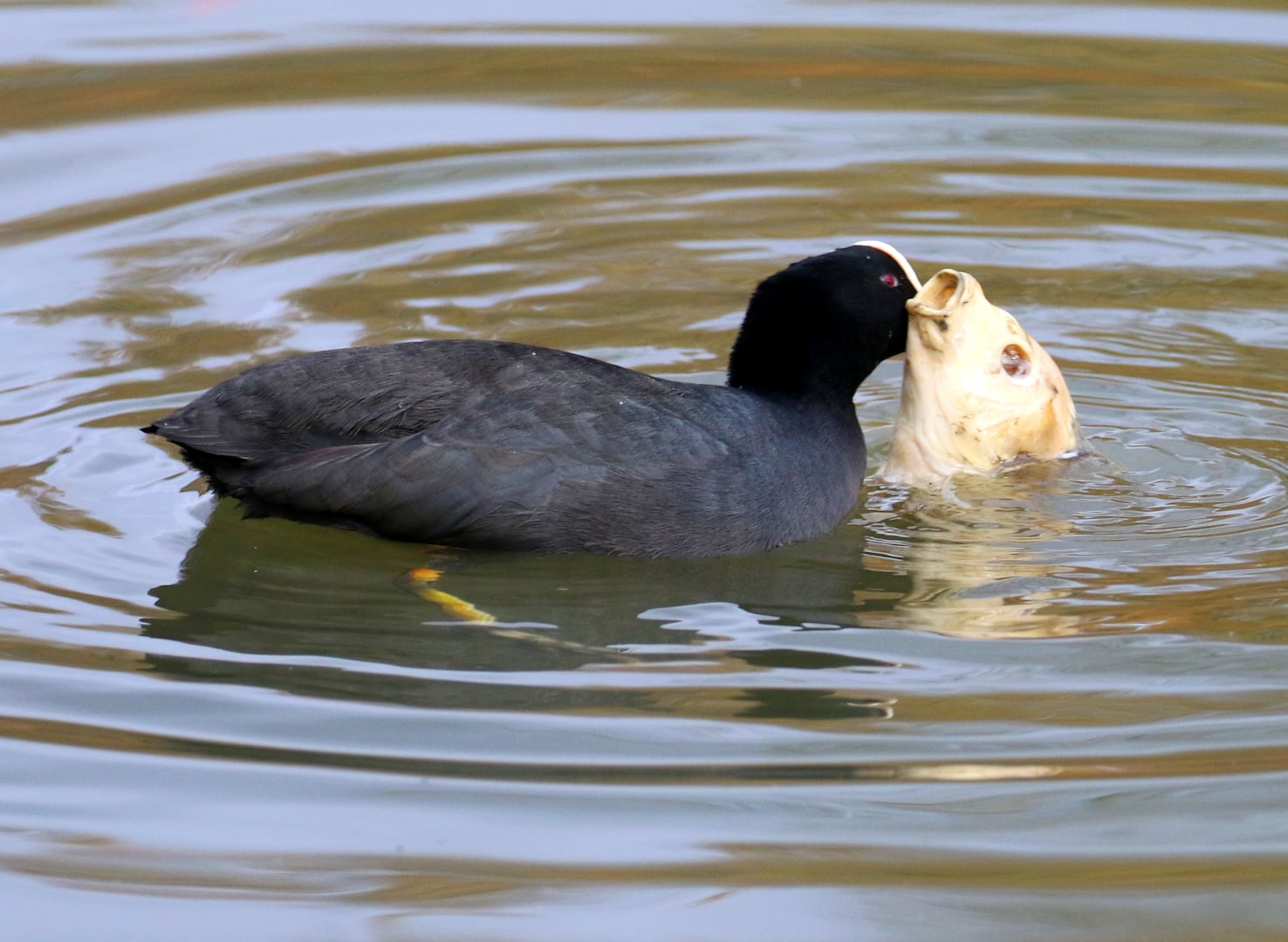 Eurasian Coot by Mary Wilde - BirdGuides