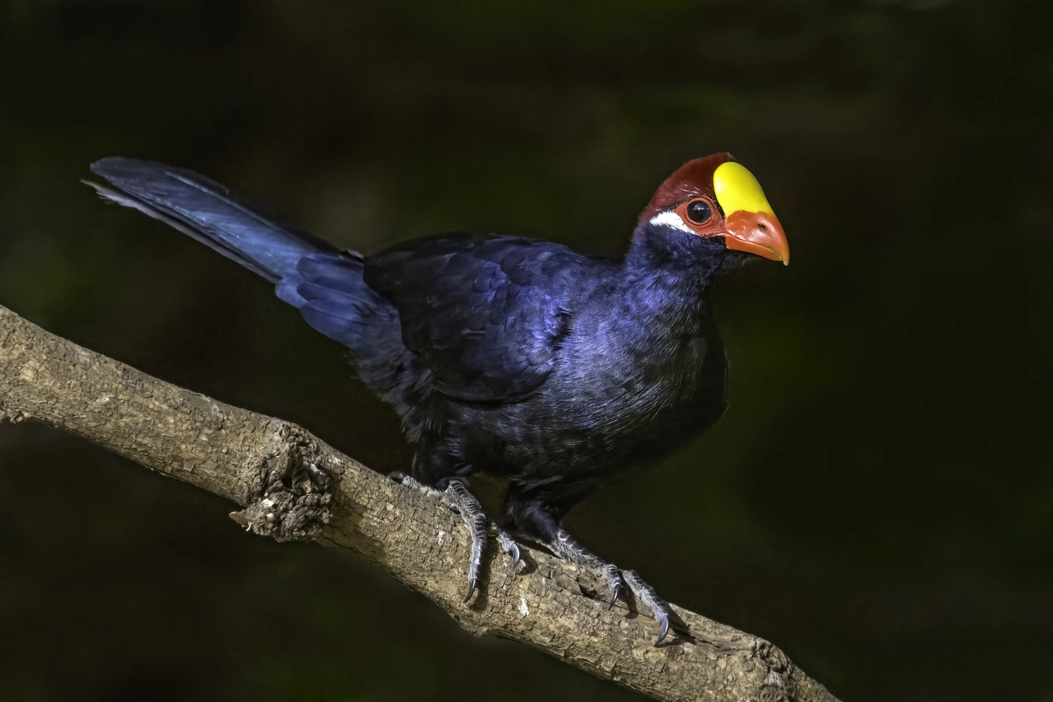 Details : Violet Turaco - BirdGuides