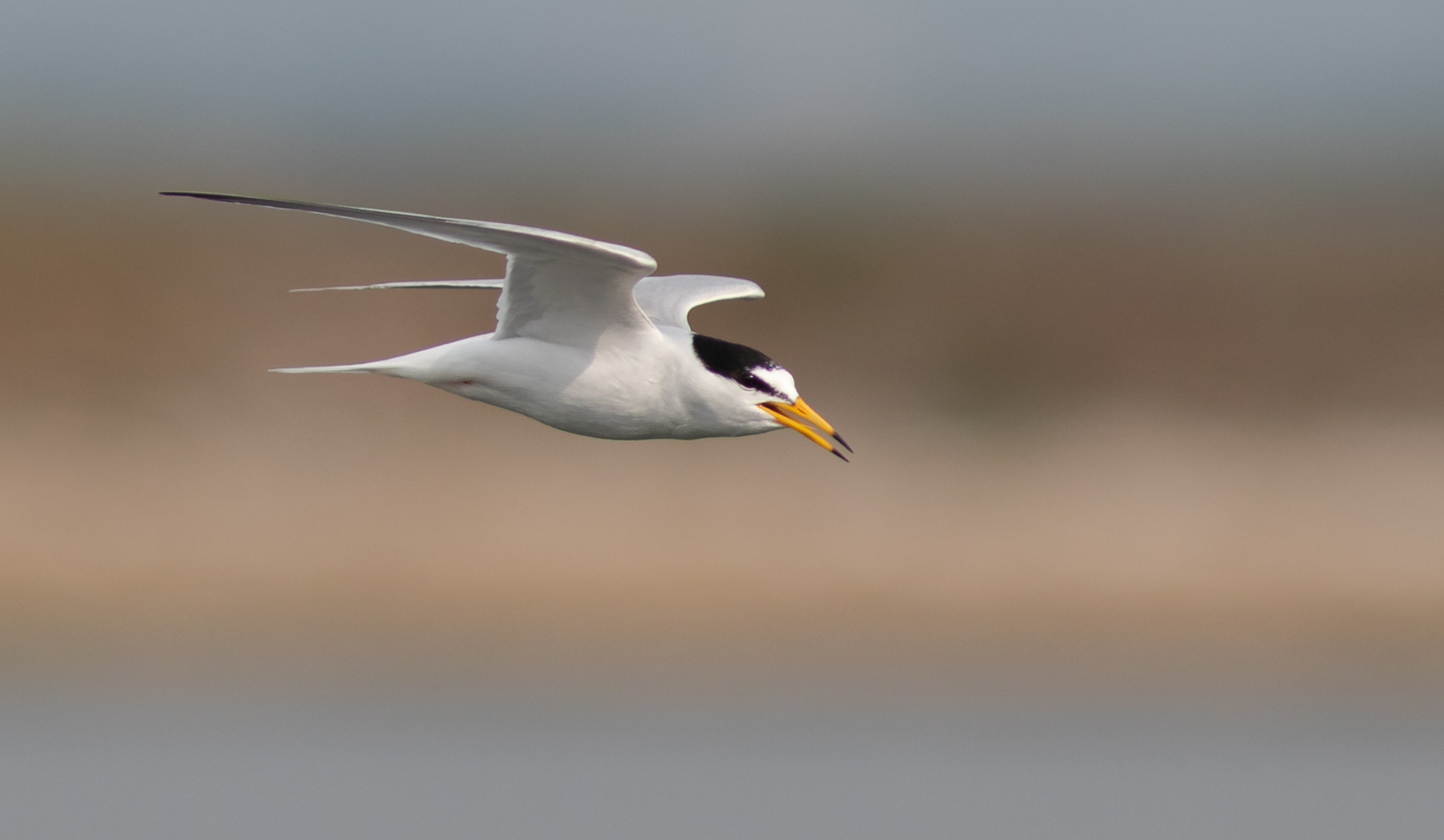 Little Tern by Martin Loftus - BirdGuides
