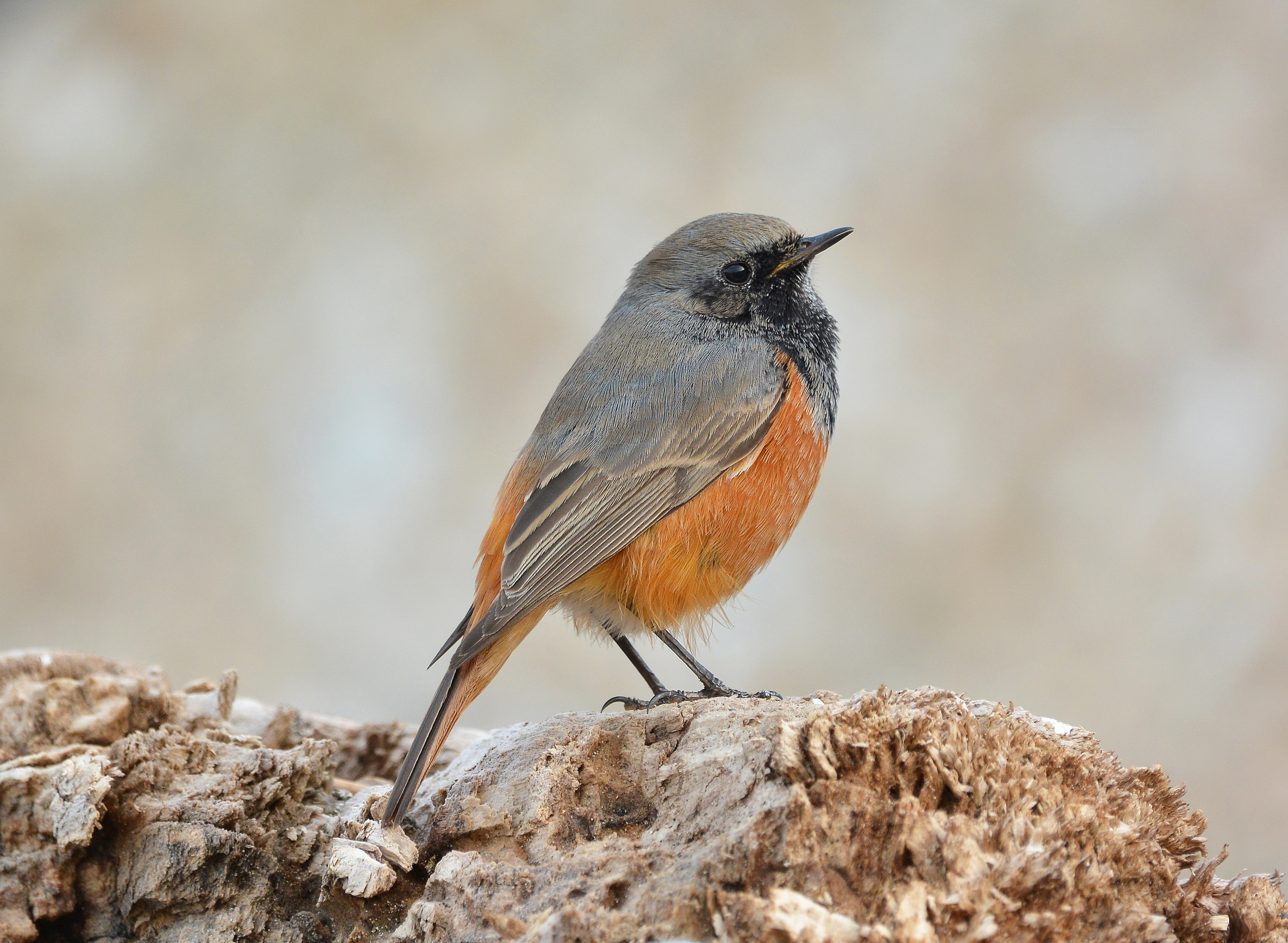Details : Eastern Black Redstart - BirdGuides