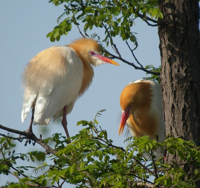 Eastern Cattle Egret by John Rowe - BirdGuides