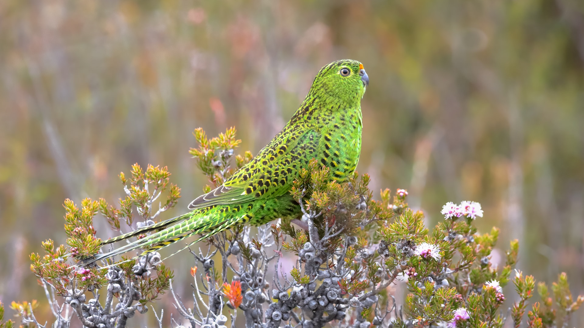Eastern Ground Parrot by Chris Young - BirdGuides