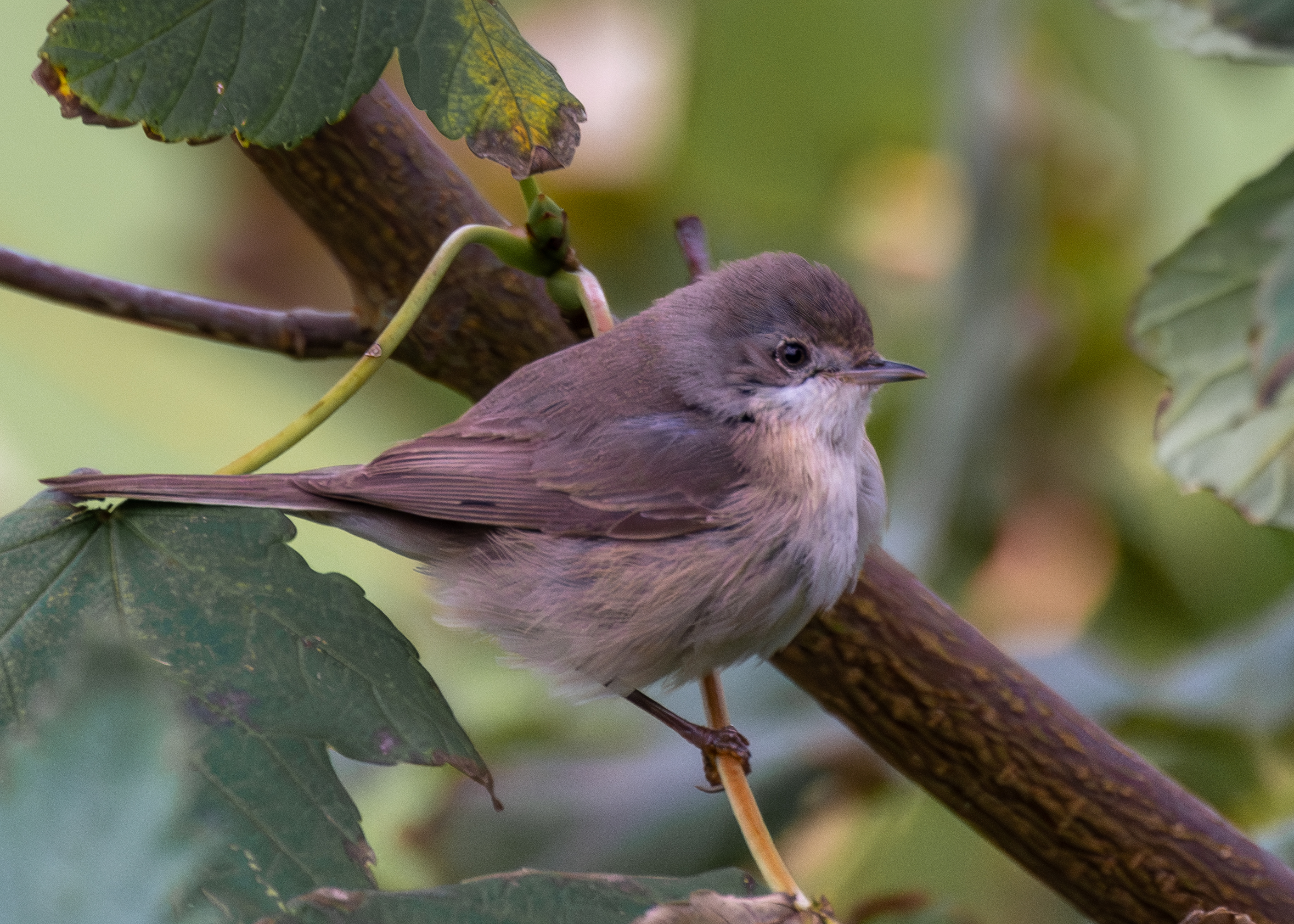 Eastern Subalpine Warbler by Tom Hines - BirdGuides