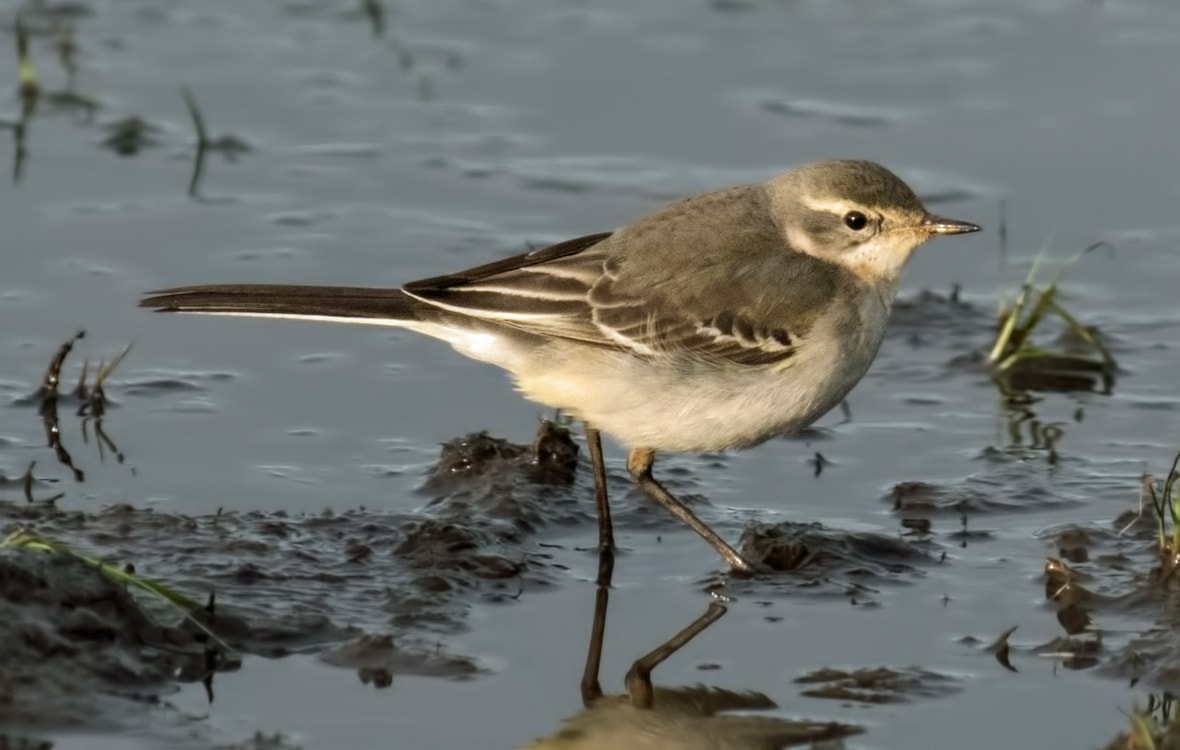 Eastern Yellow Wagtail by Jack Bucknall - BirdGuides