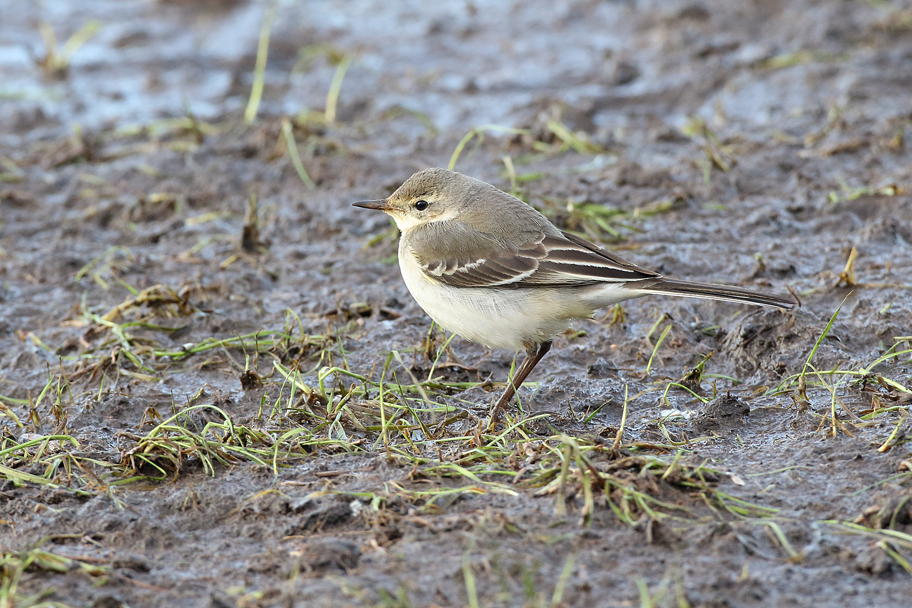Details : Eastern Yellow Wagtail - BirdGuides