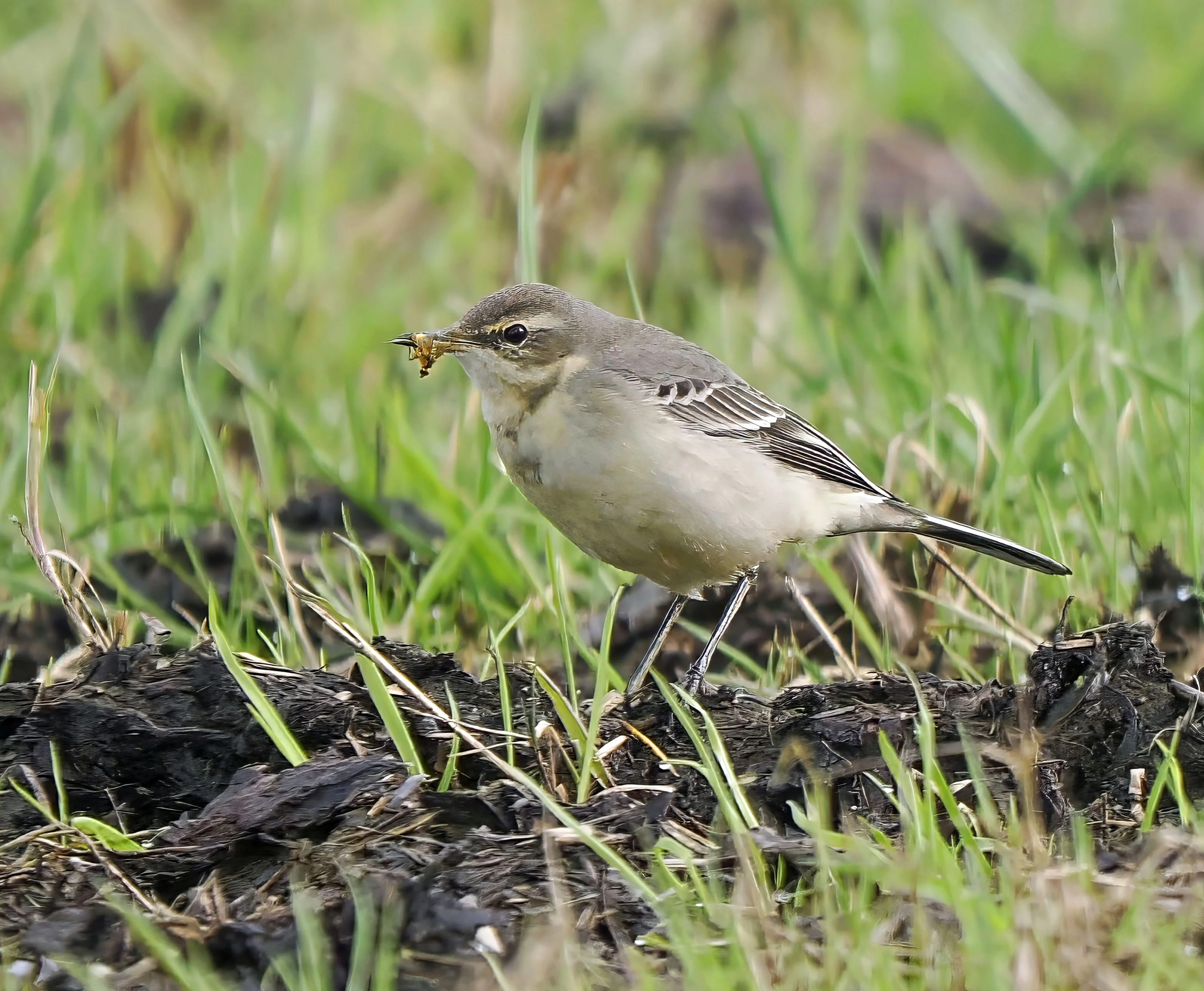 Sighting Report - BirdGuides