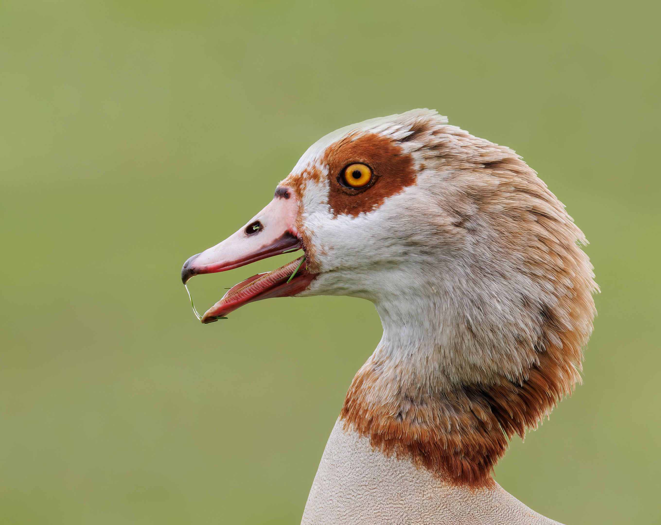 Non-native bird citizen-science survey reveals first results - BirdGuides