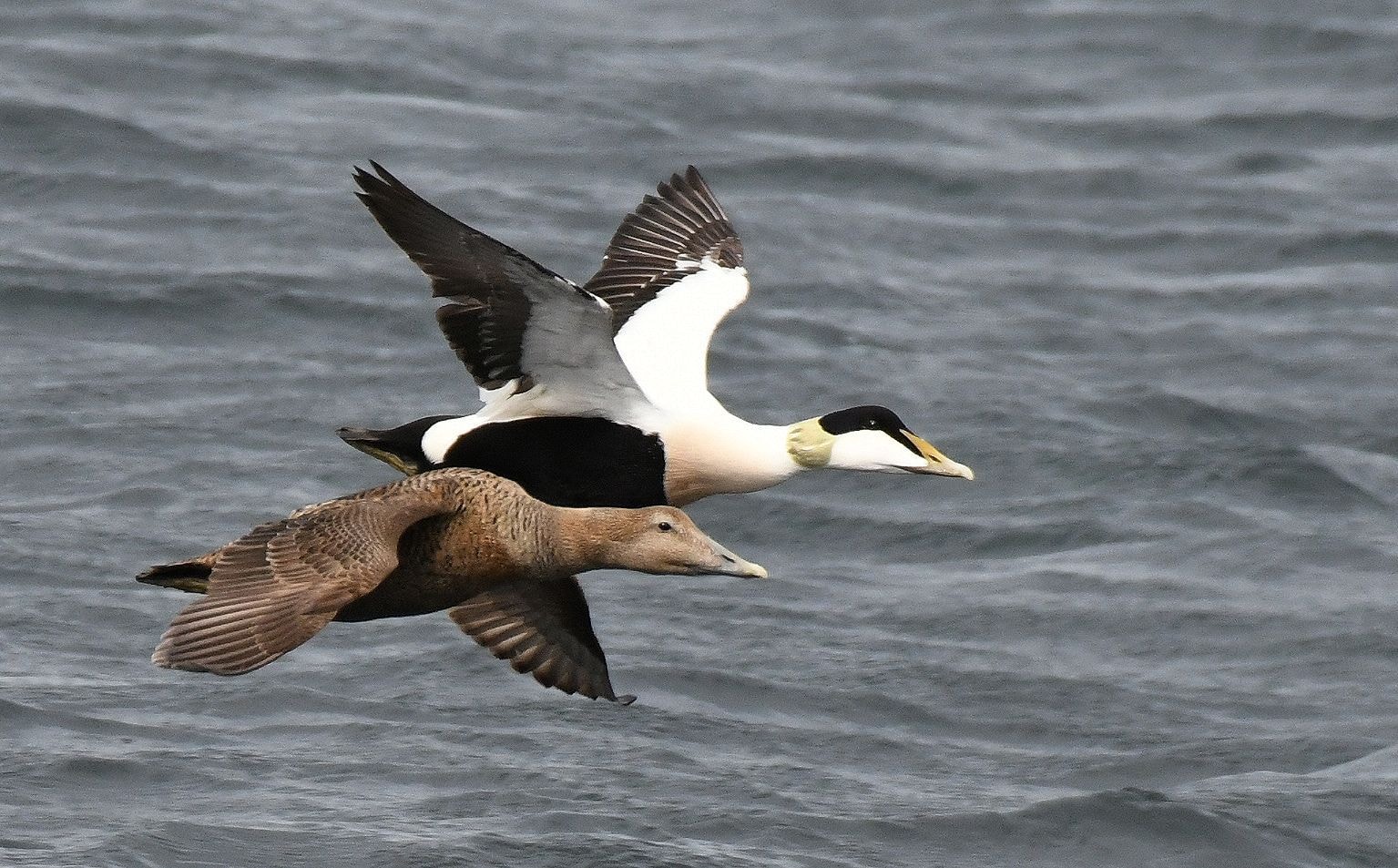 Common Eider by Eddie Maguire - BirdGuides