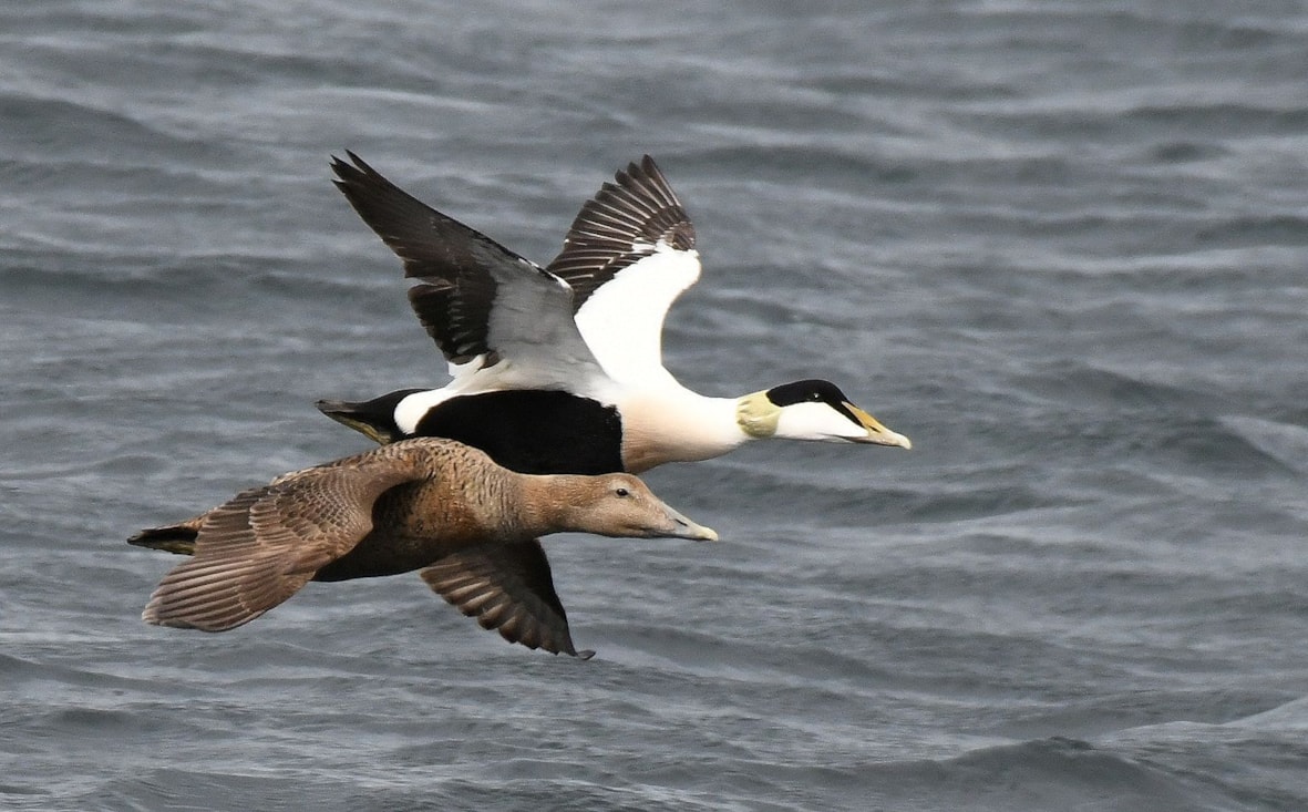 Common Eider by Eddie Maguire - BirdGuides