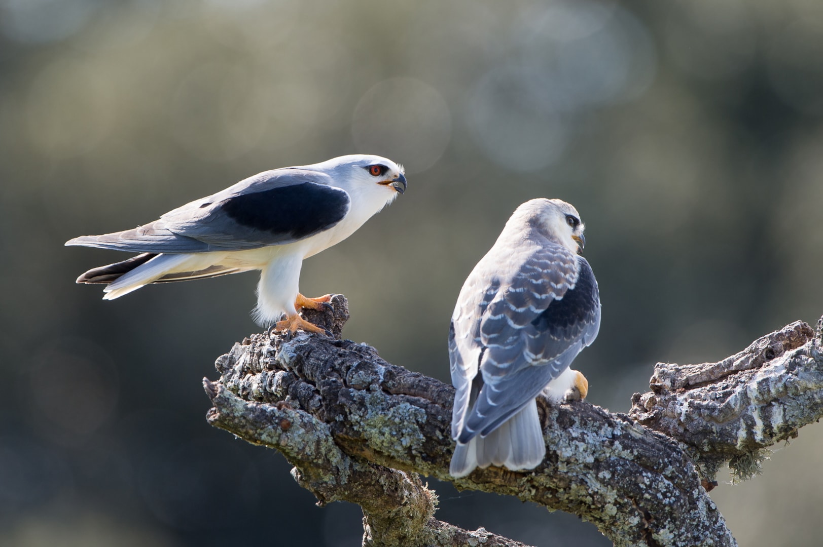 Black-winged Kite by Marc FASOL - BirdGuides