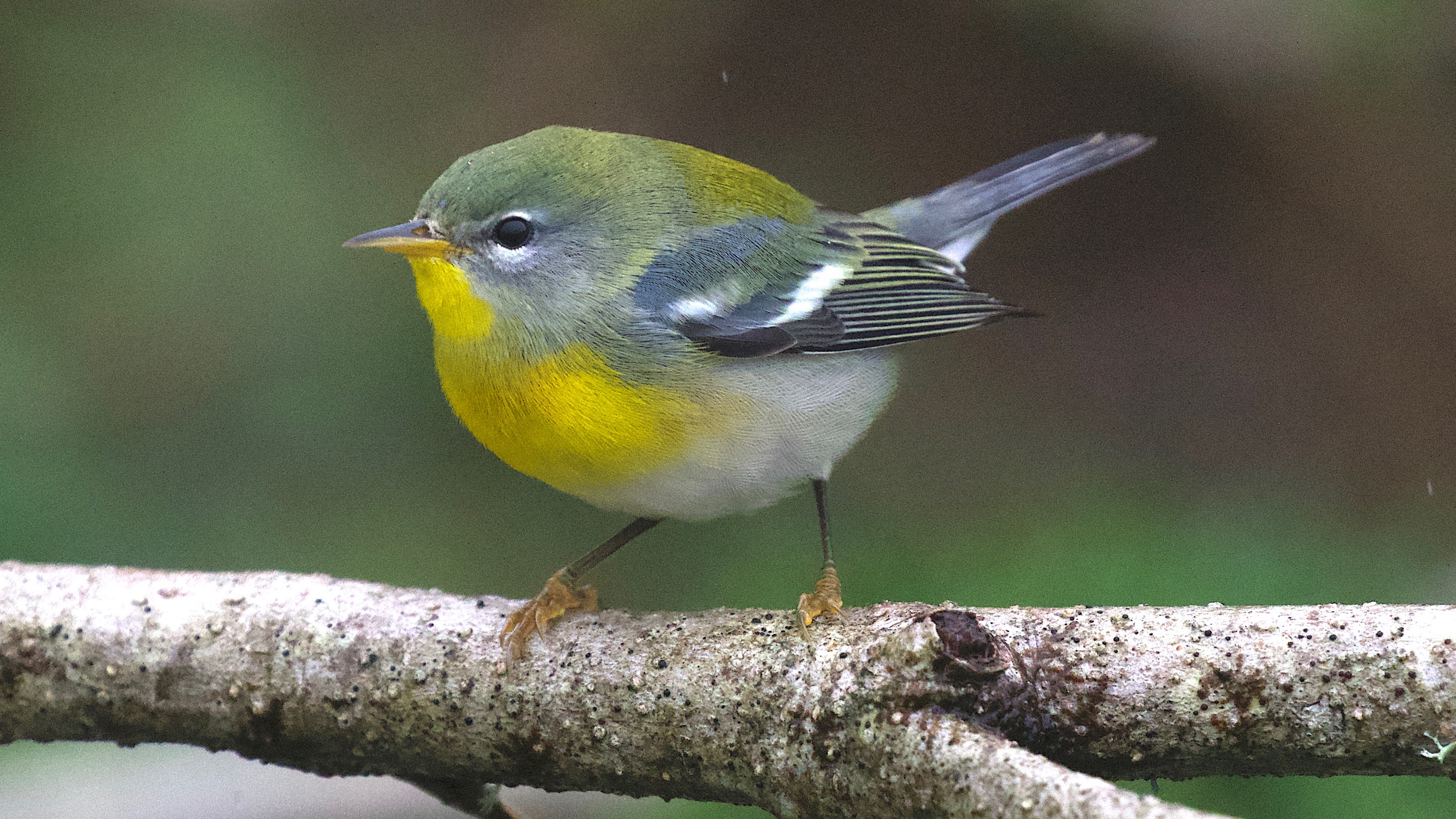Details : Northern Parula - BirdGuides