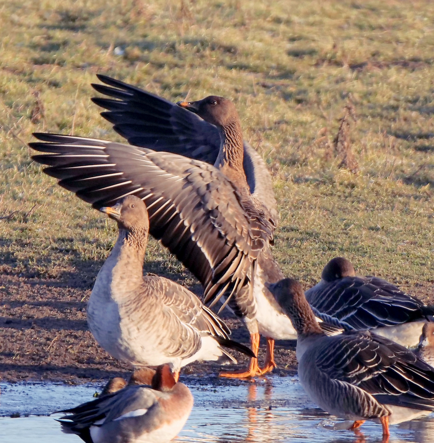 Tundra Bean Goose by Craig Lewis - BirdGuides