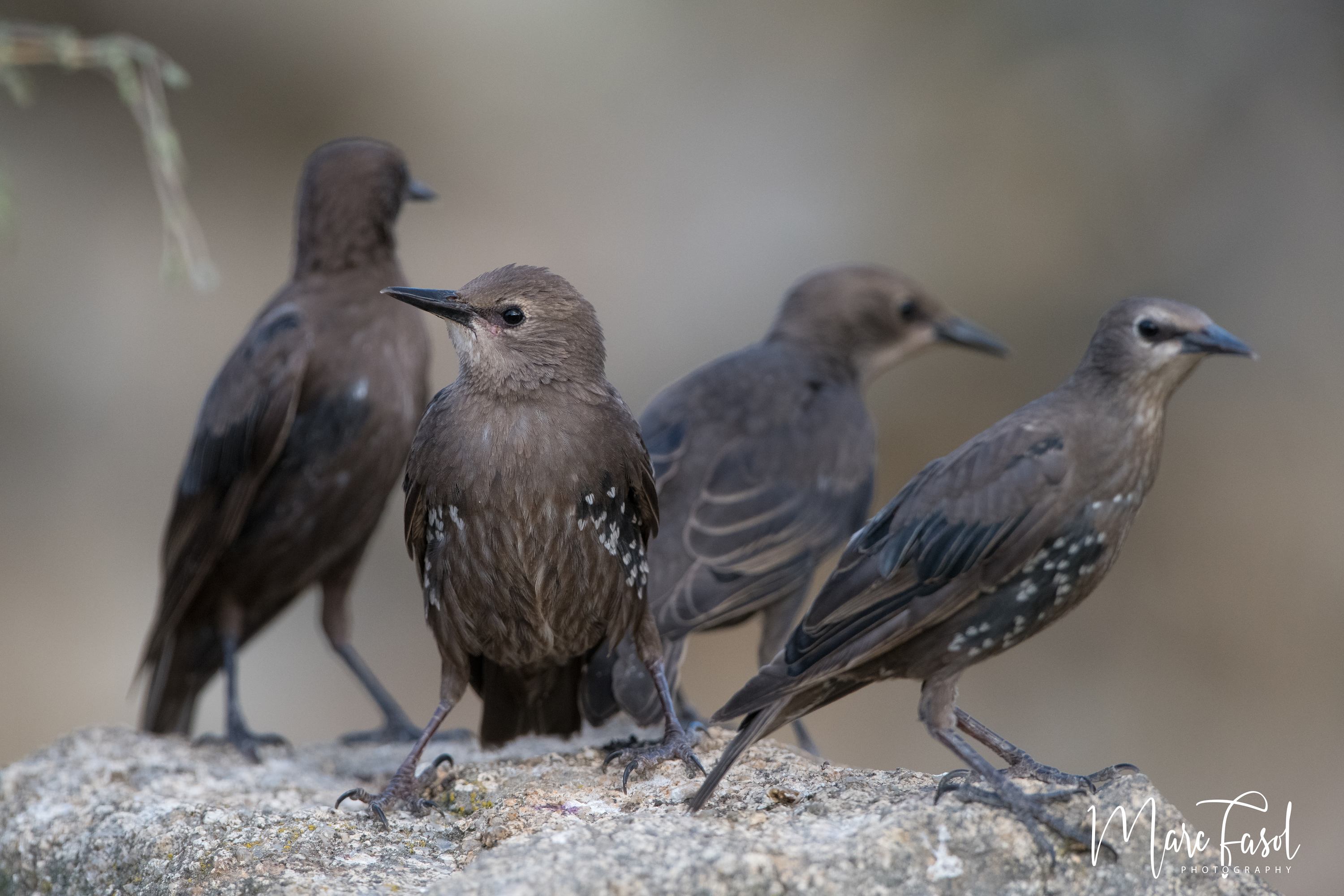 Details : Spotless Starling - BirdGuides