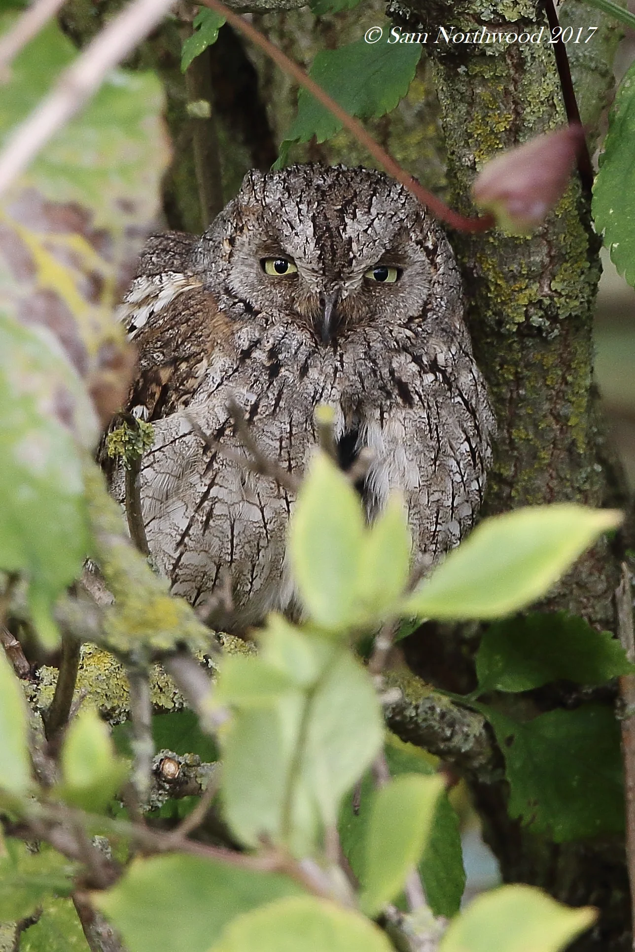 Details : Eurasian Scops Owl - BirdGuides