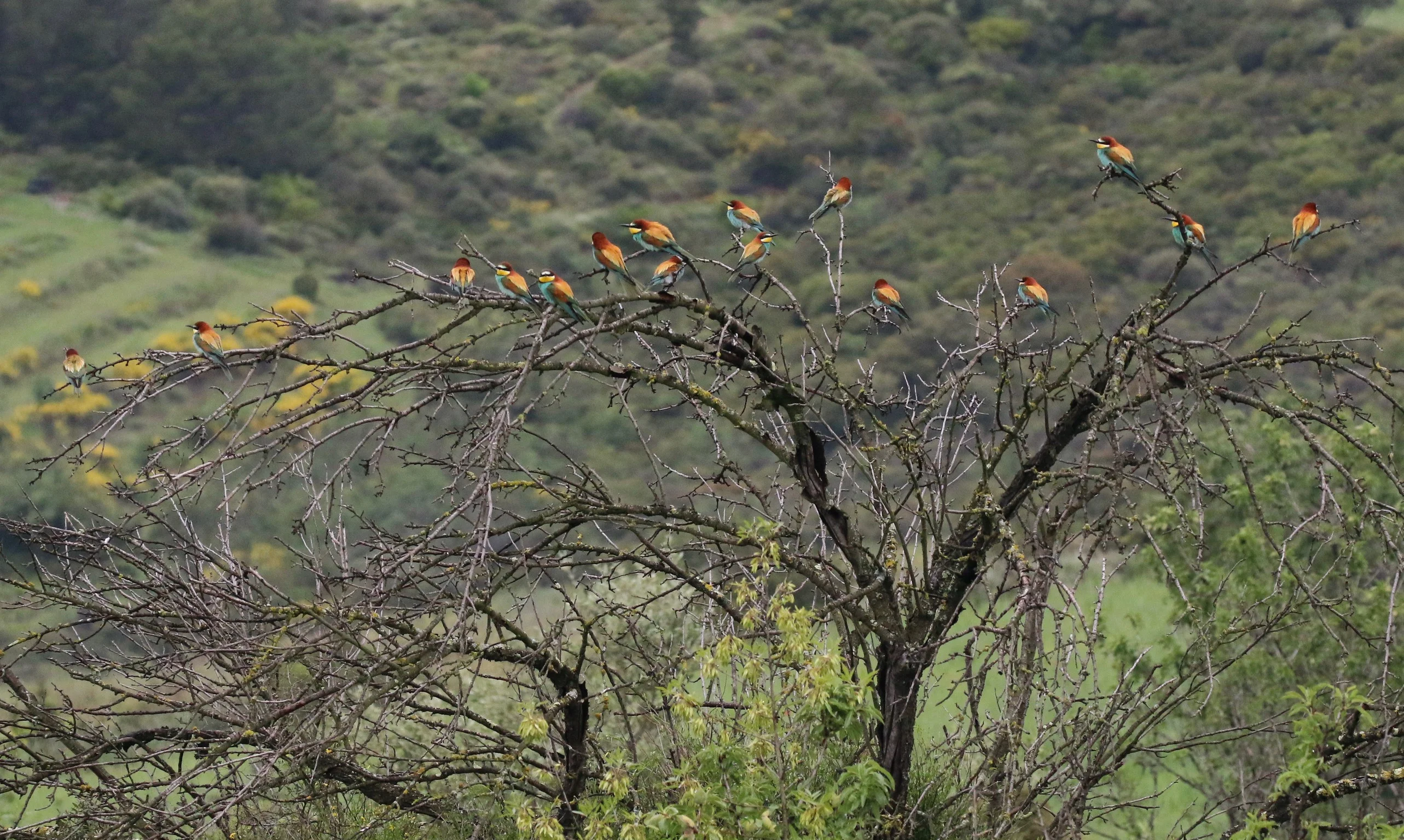 Details : European Bee-eater - BirdGuides