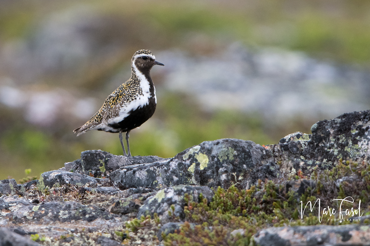 Snowdonia bird populations hit by visitor influx - BirdGuides
