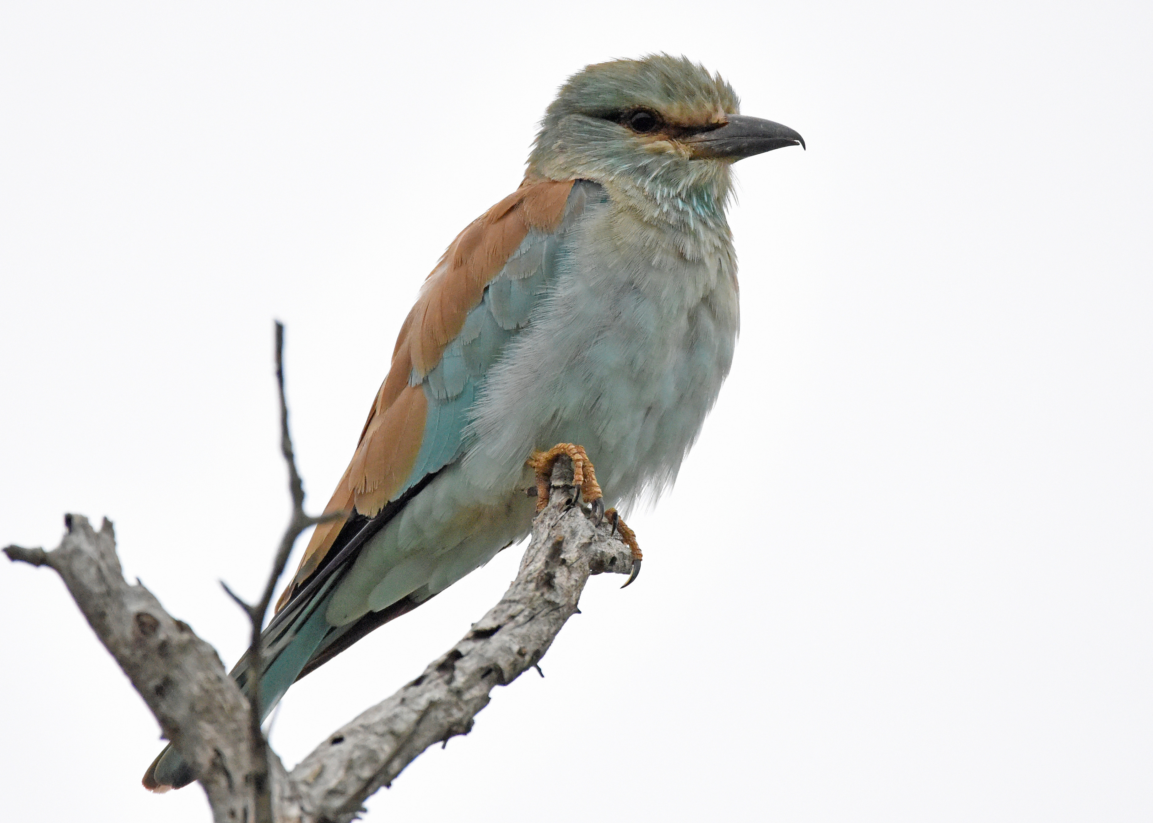 Details : European Roller - BirdGuides