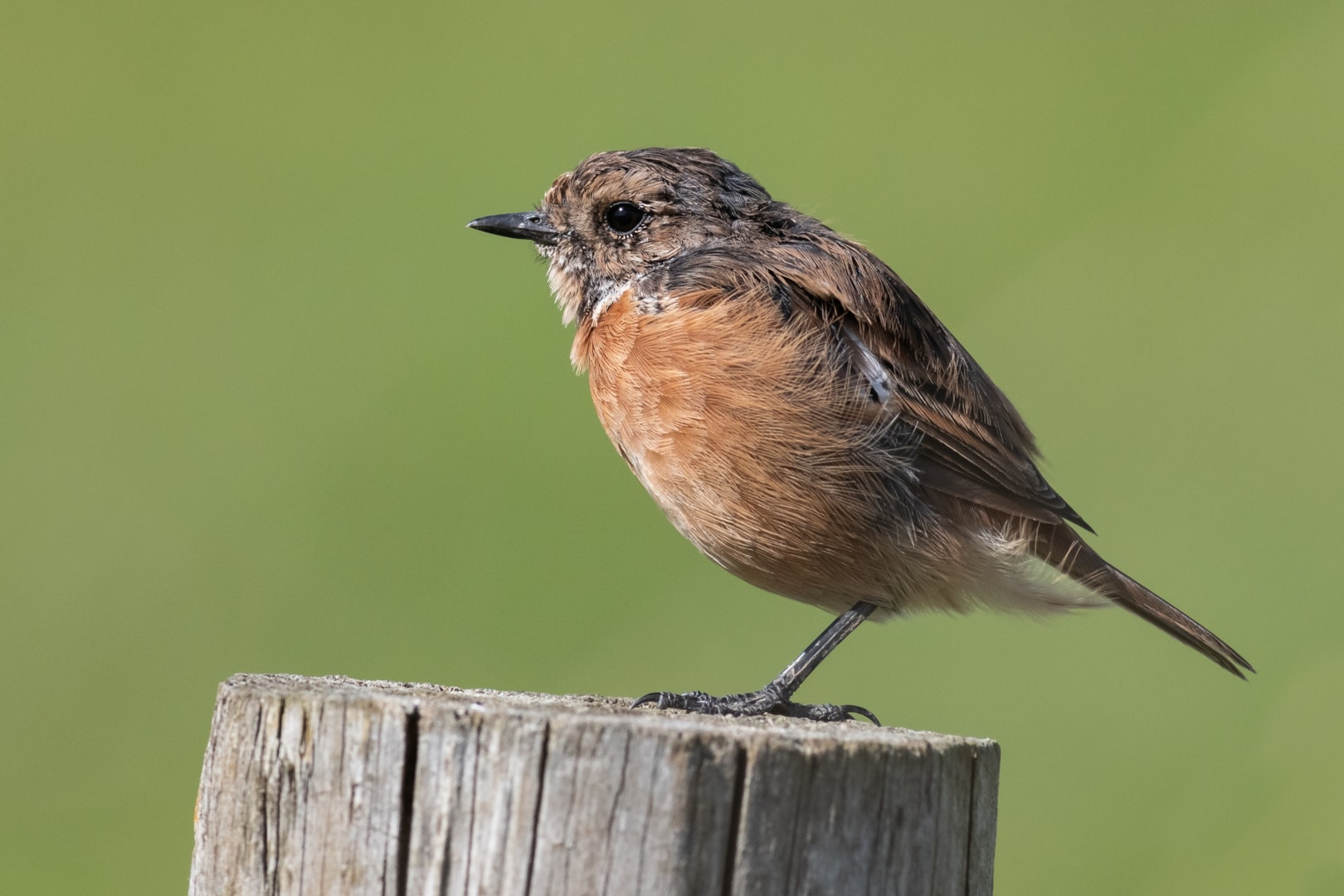 European Stonechat by Geoff Snowball - BirdGuides