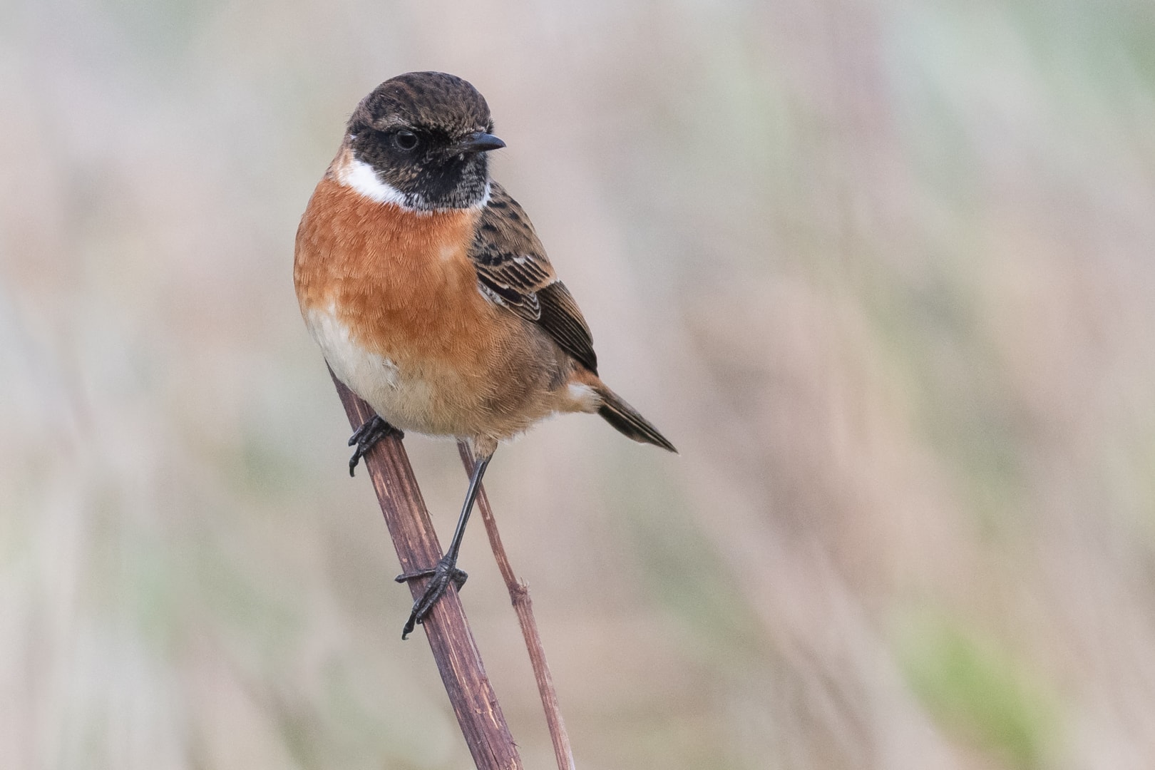 European Stonechat by Geoff Snowball - BirdGuides