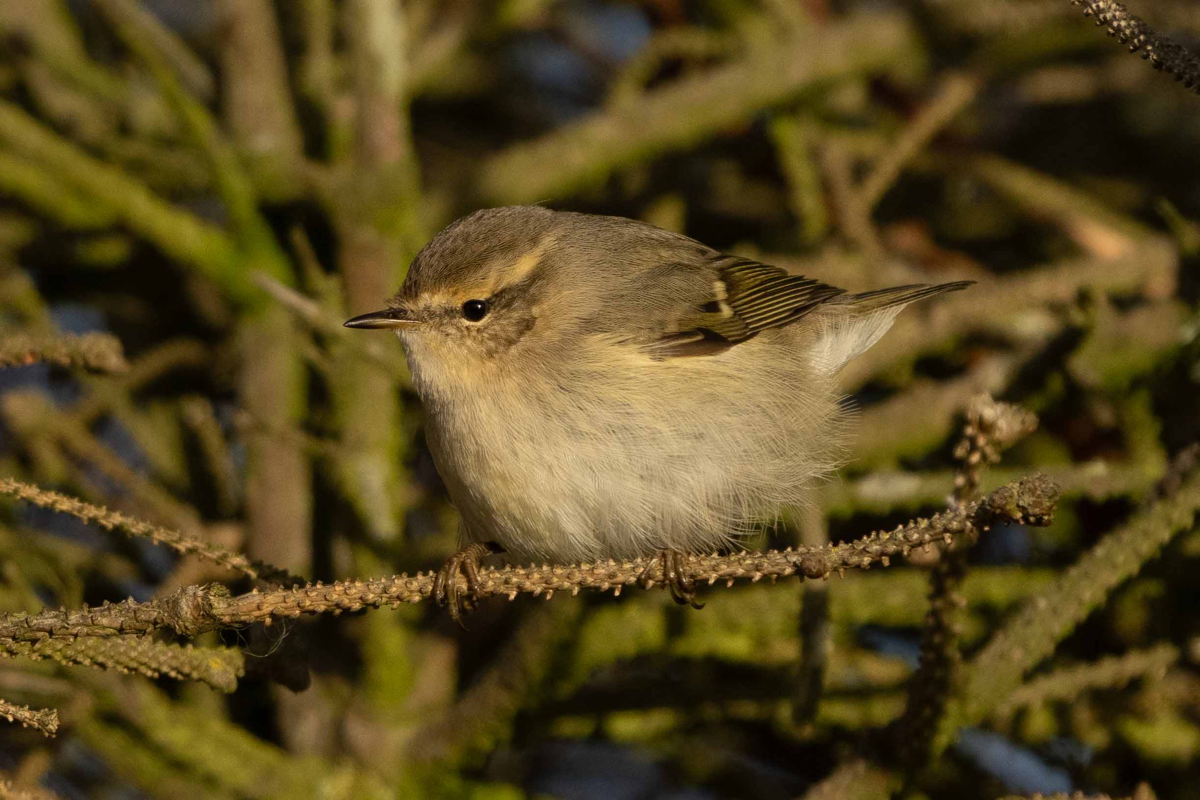 Hume's Leaf Warbler by Paul Macklam - BirdGuides