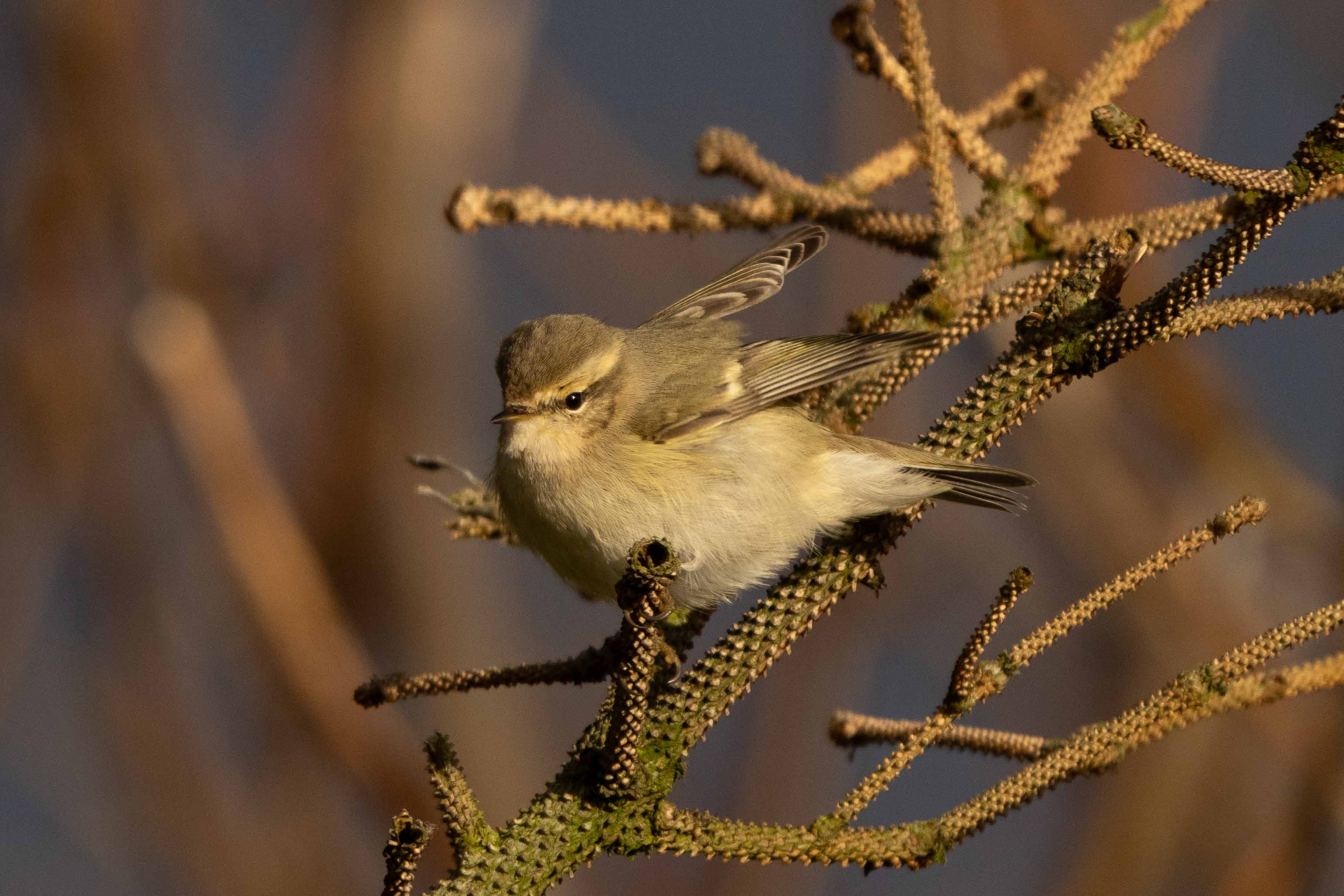 Hume's Leaf Warbler by Paul Macklam - BirdGuides