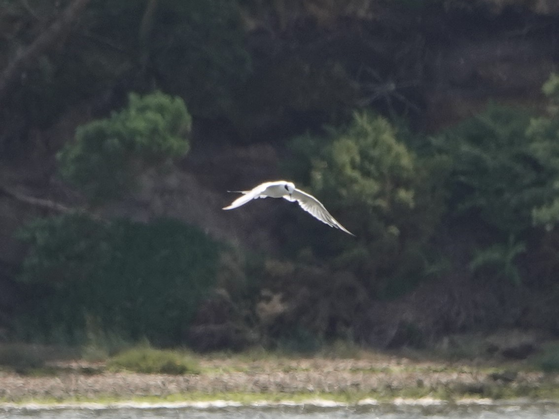 Forster's Tern by Samuel Levy - BirdGuides