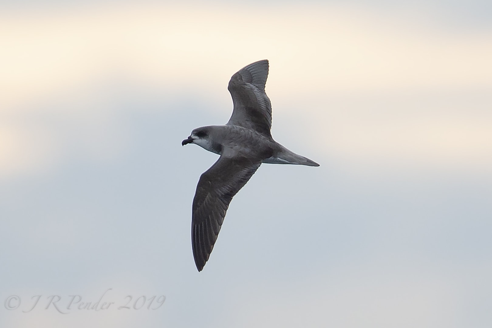Fea's-type petrel by Joe Pender - BirdGuides
