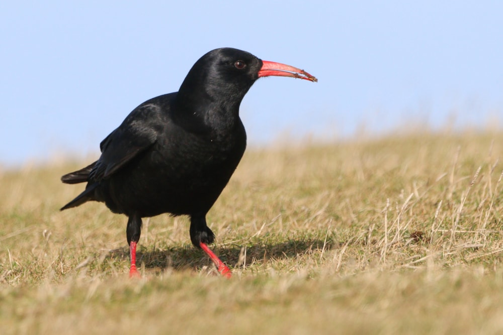 Interactive map of Manx nature reserves put online - BirdGuides