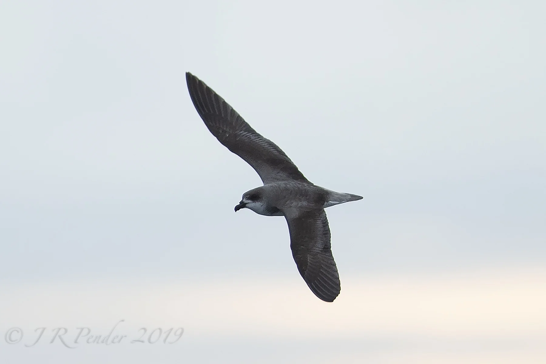 Details : Fea's-type petrel - BirdGuides