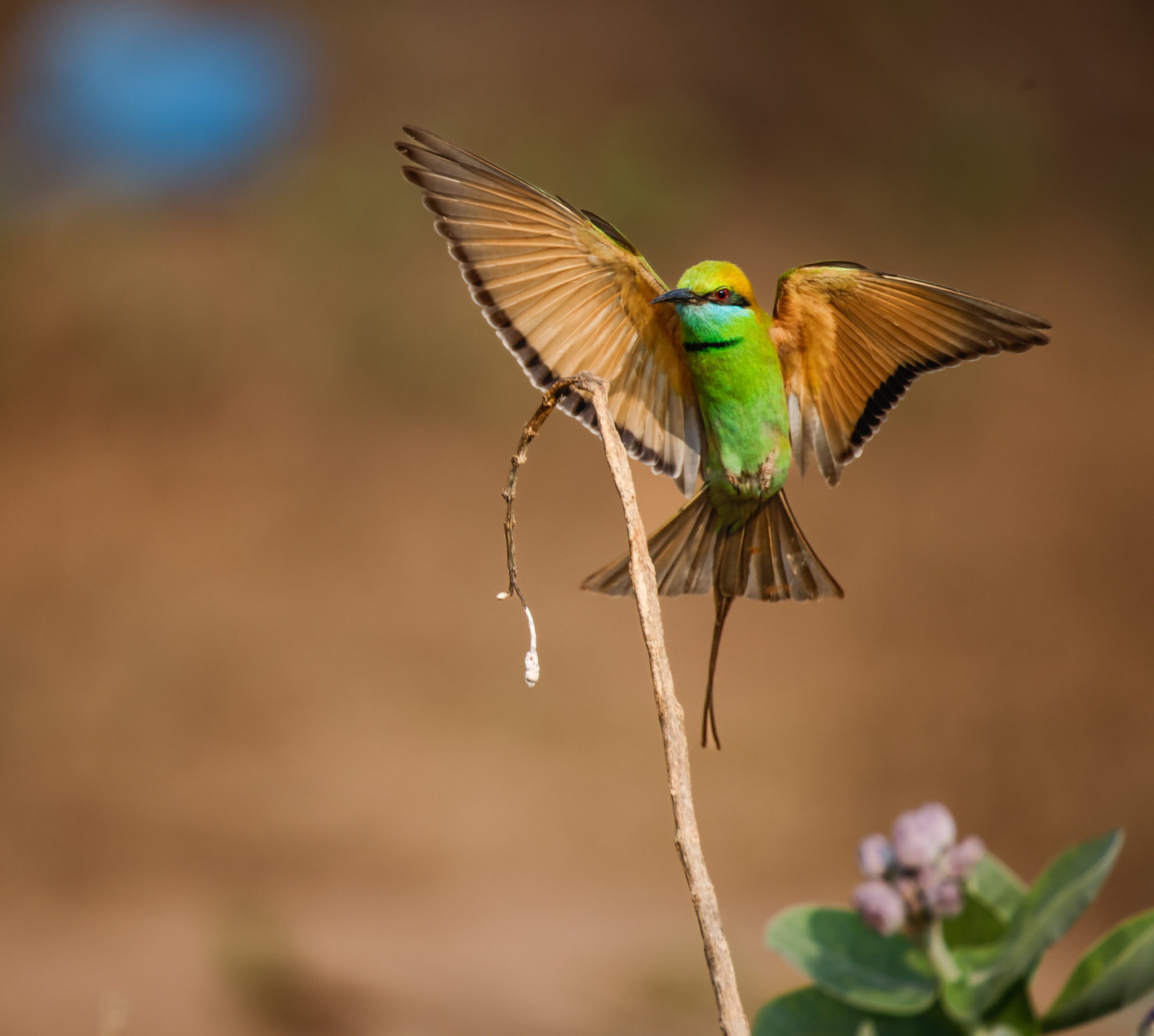 Asian Green Bee-eater by Mark Albini - BirdGuides