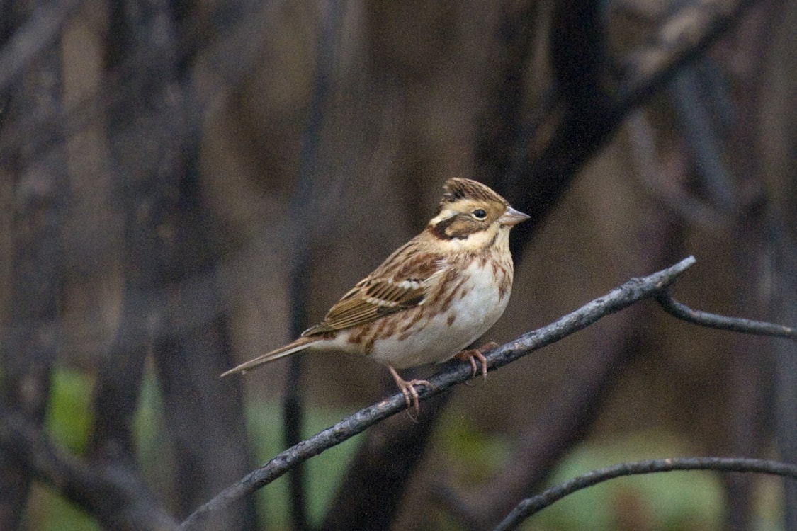 Rustic Bunting by Andrew Pickett - BirdGuides