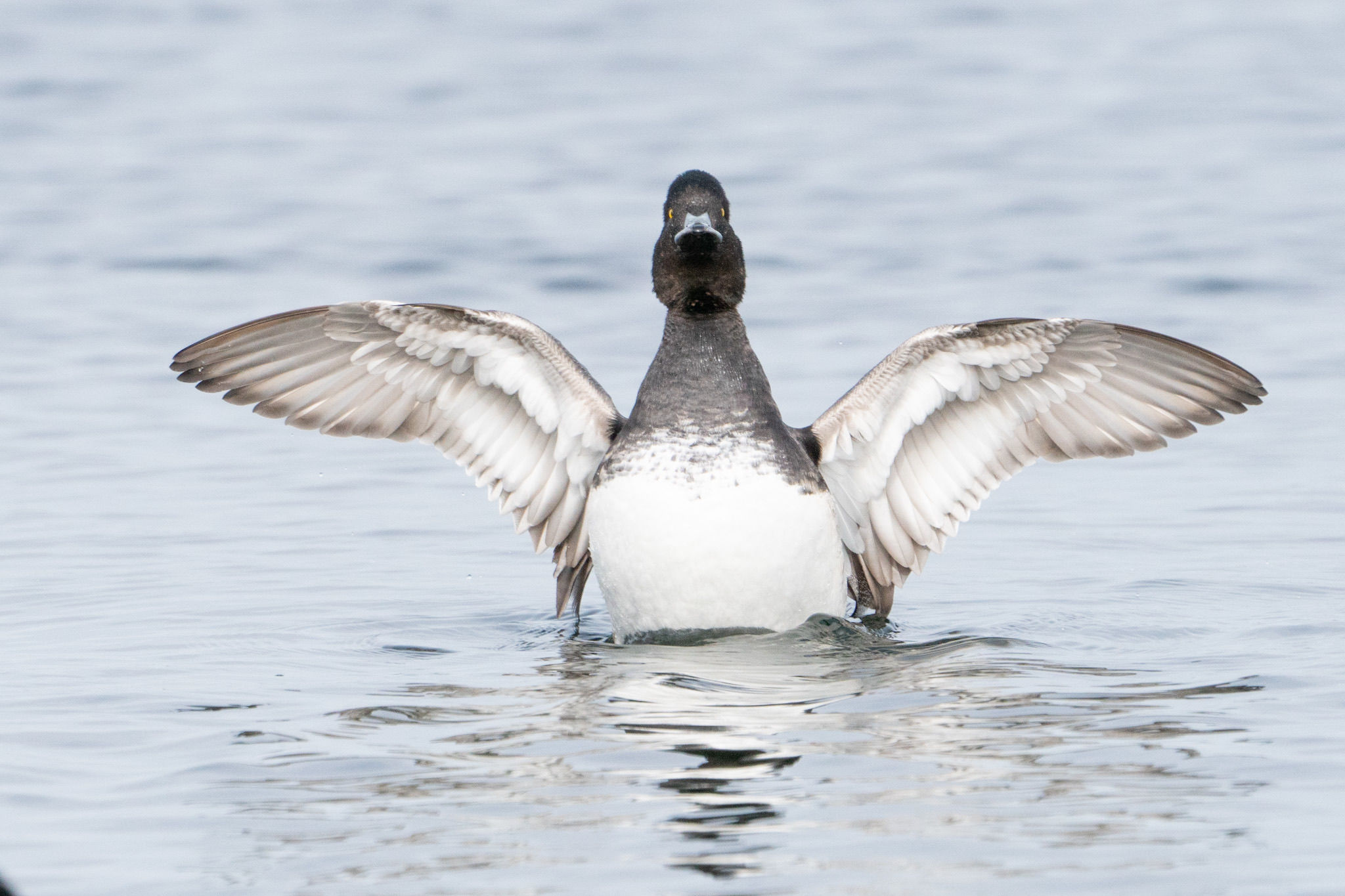 Details : Lesser Scaup - BirdGuides