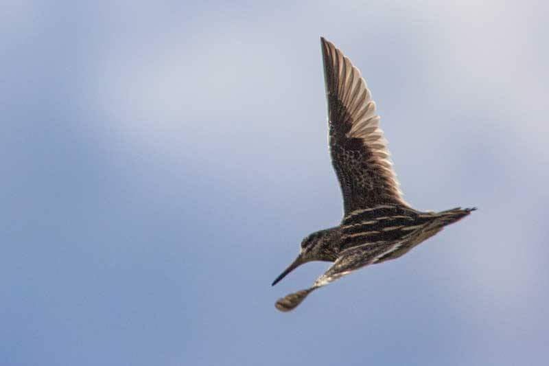 Jack Snipe by John Molloy - BirdGuides