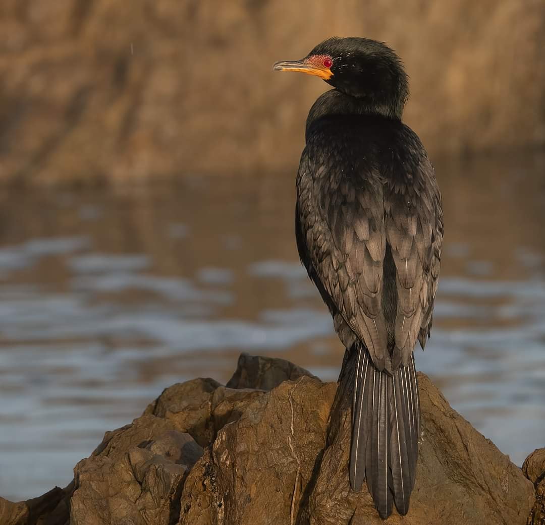 Crowned Cormorant by Mark Chidwick - BirdGuides