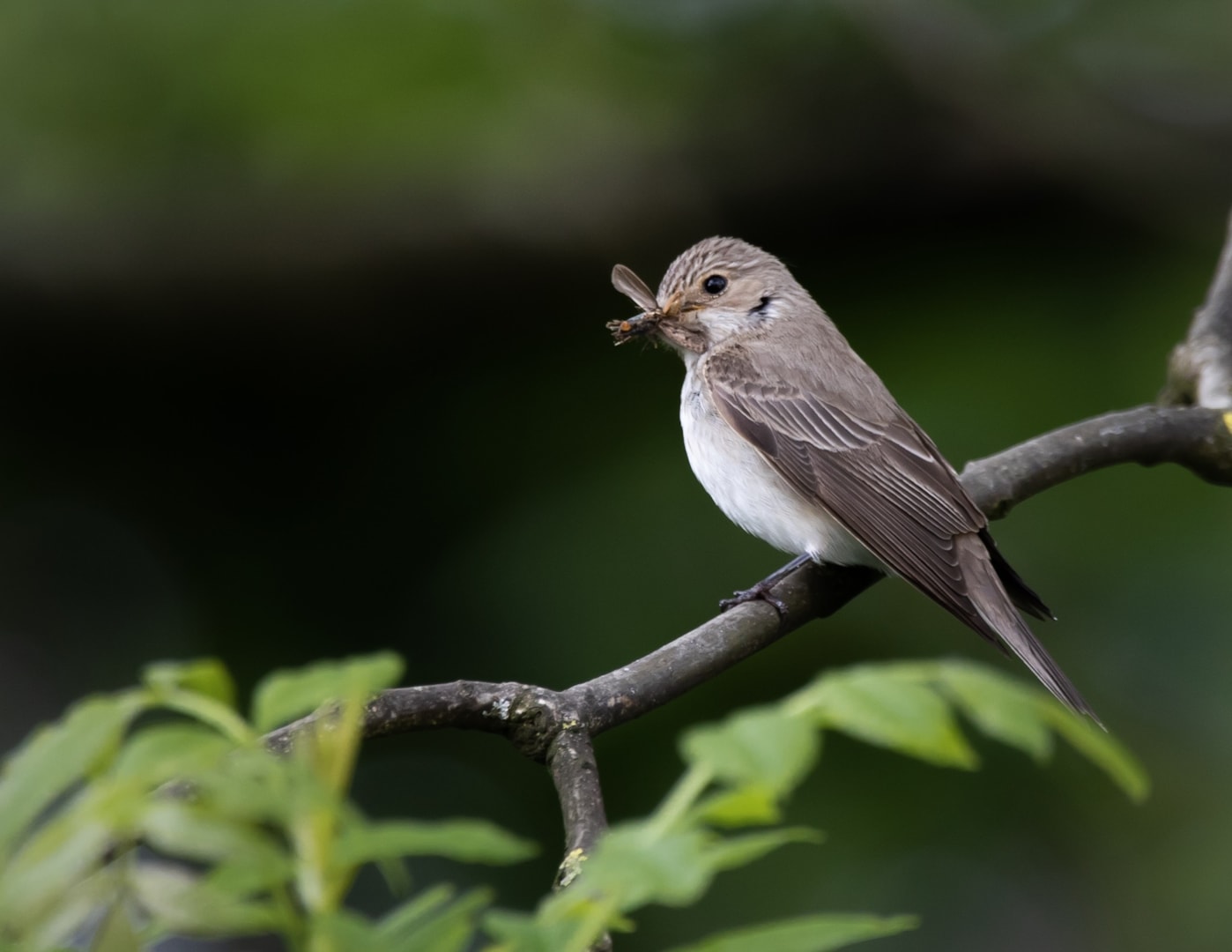 Spotted Flycatcher by Jonathan Rosborough - BirdGuides