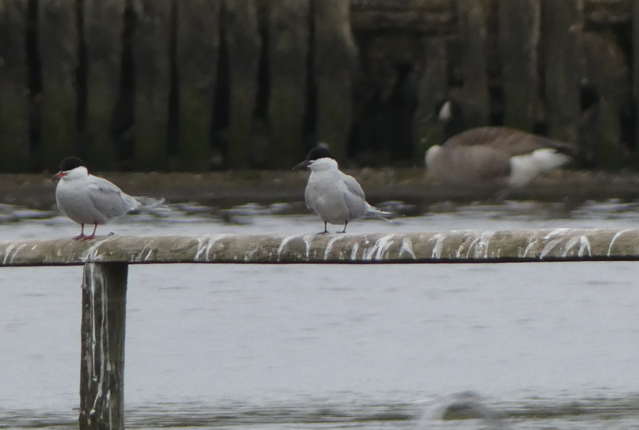 Eastern Common Tern by Steve Groves - BirdGuides
