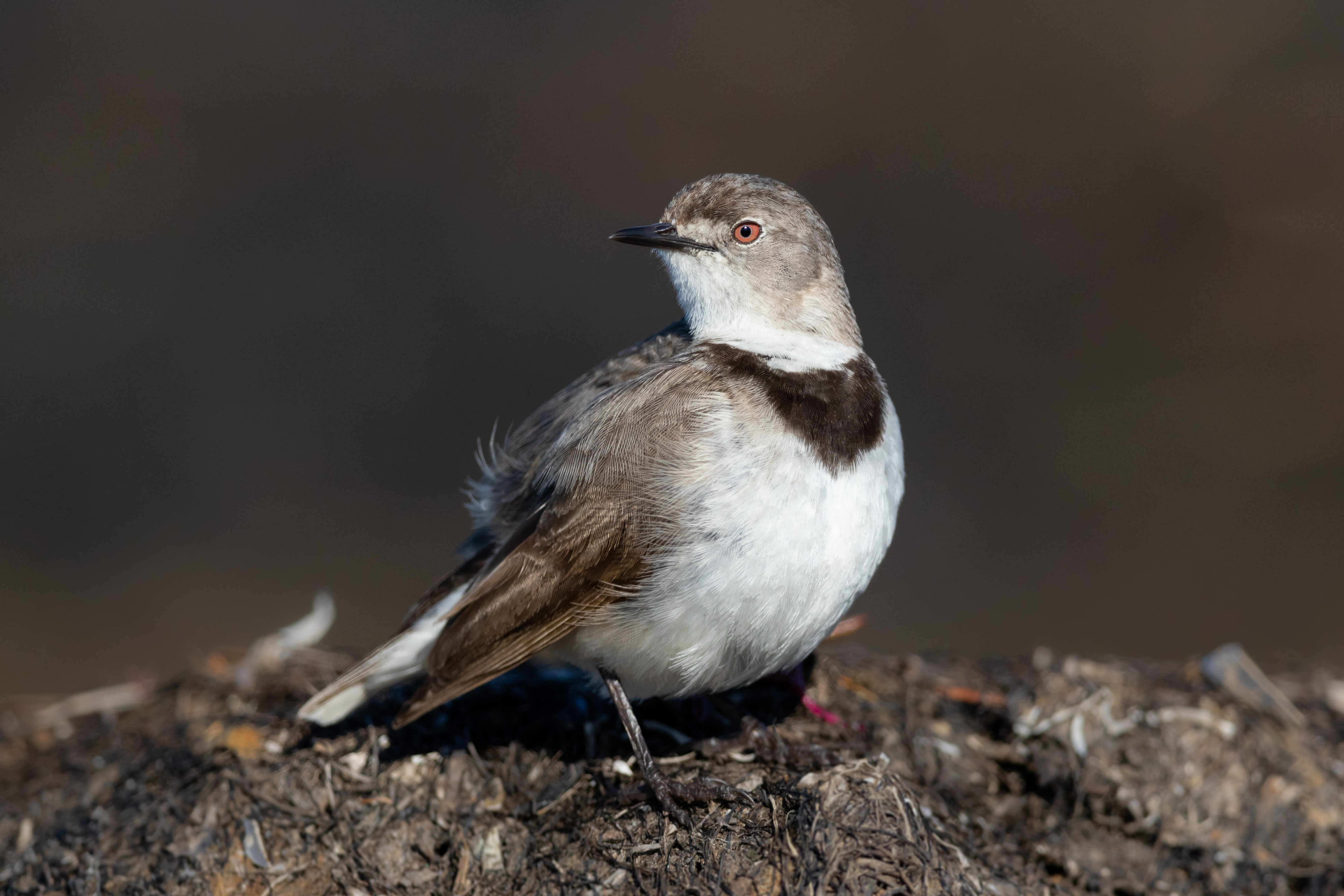 Details : White-fronted Chat - BirdGuides