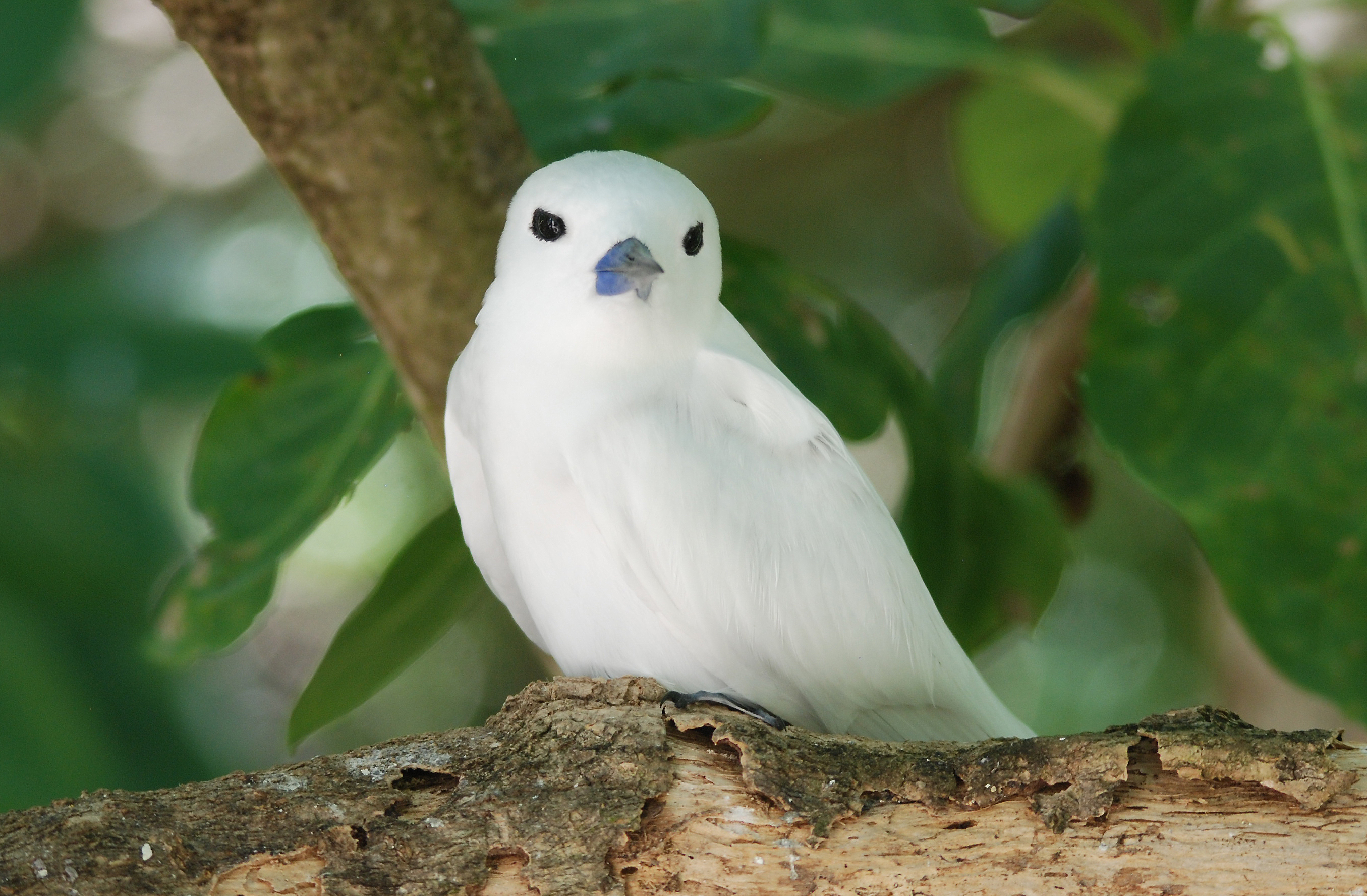 Details : Fairy Tern - BirdGuides