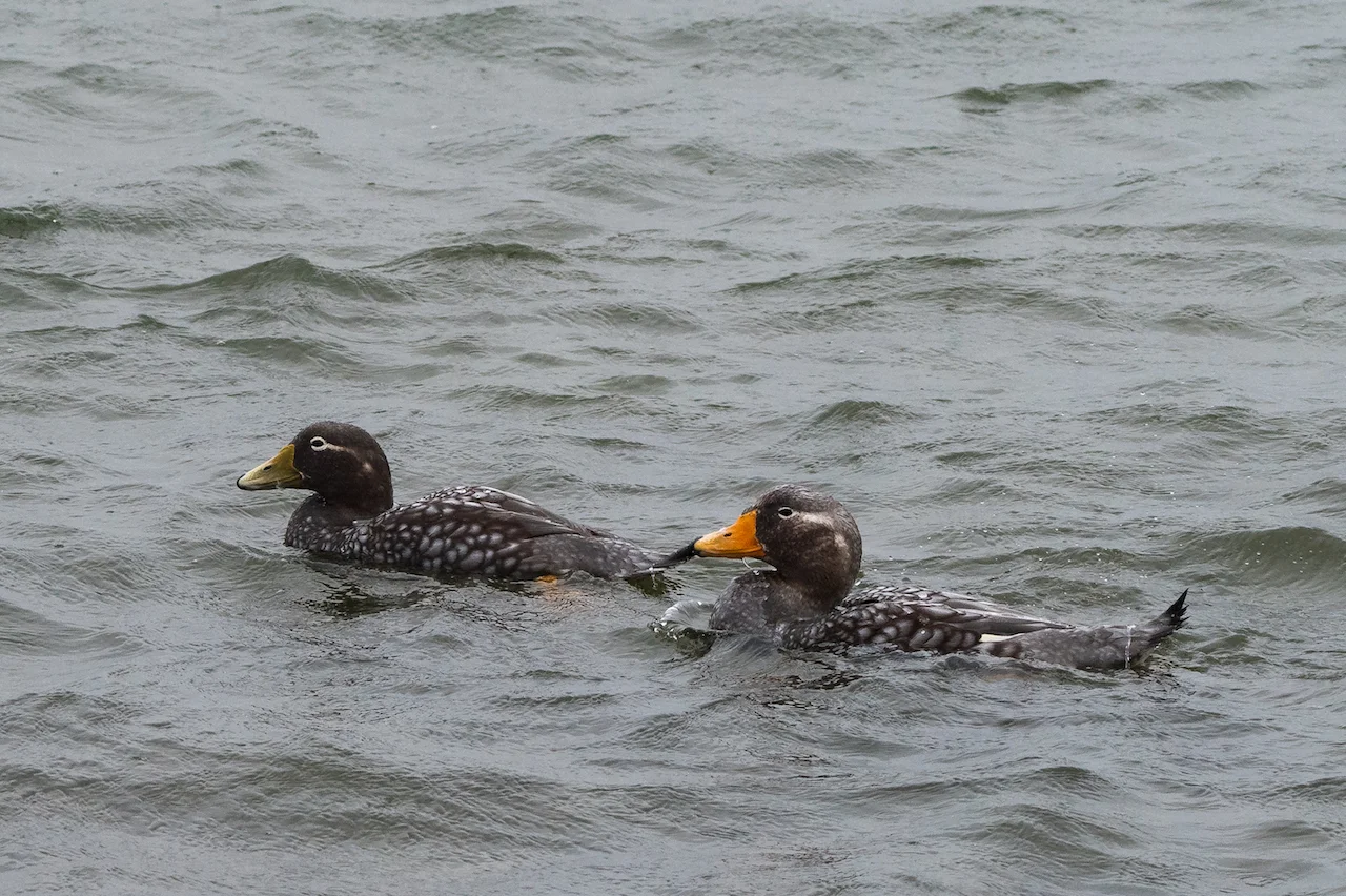 Details : Falkland Steamer Duck - BirdGuides