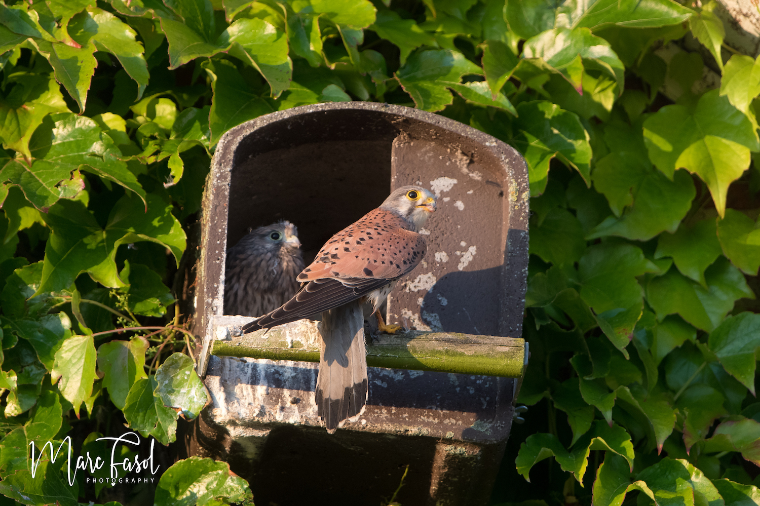 Common Kestrel by Marc FASOL - BirdGuides