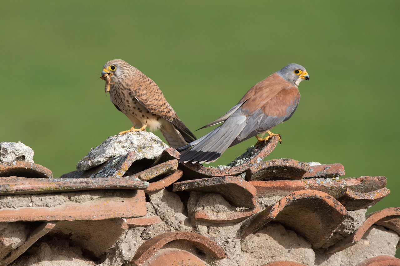 Rabbits linked to mysterious Lesser Kestrel decline - BirdGuides