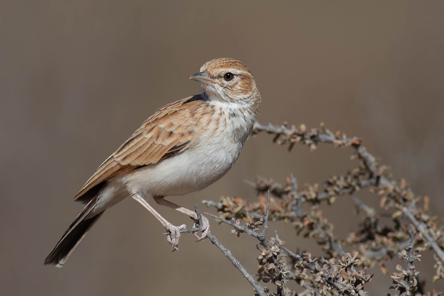 Details : Fawn-coloured Lark - BirdGuides