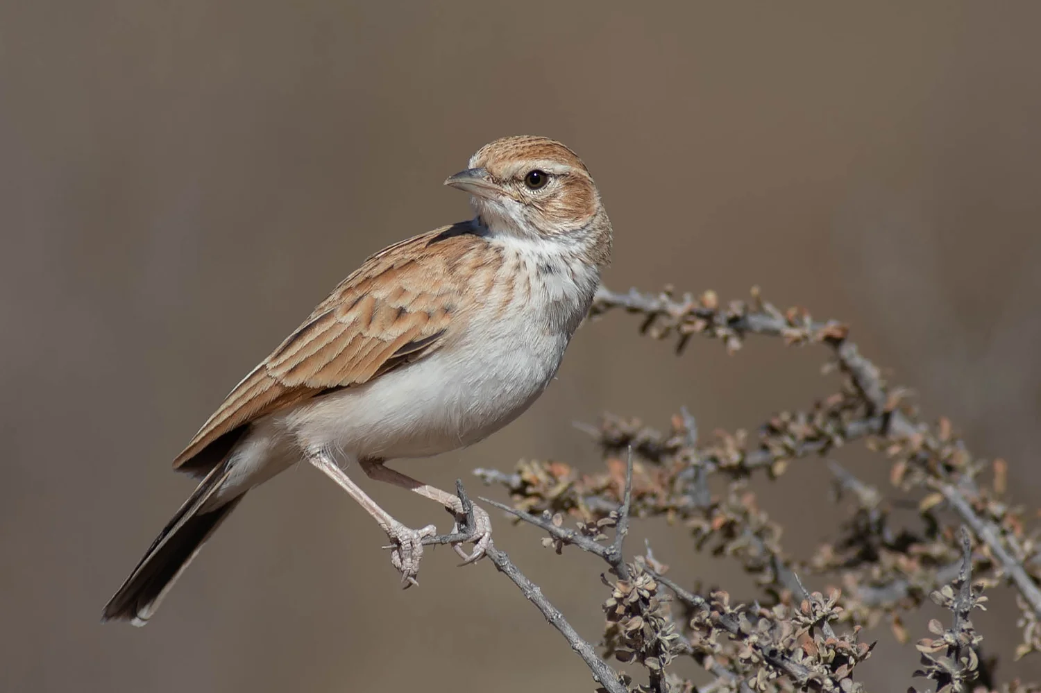 Details : Fawn-coloured Lark - BirdGuides