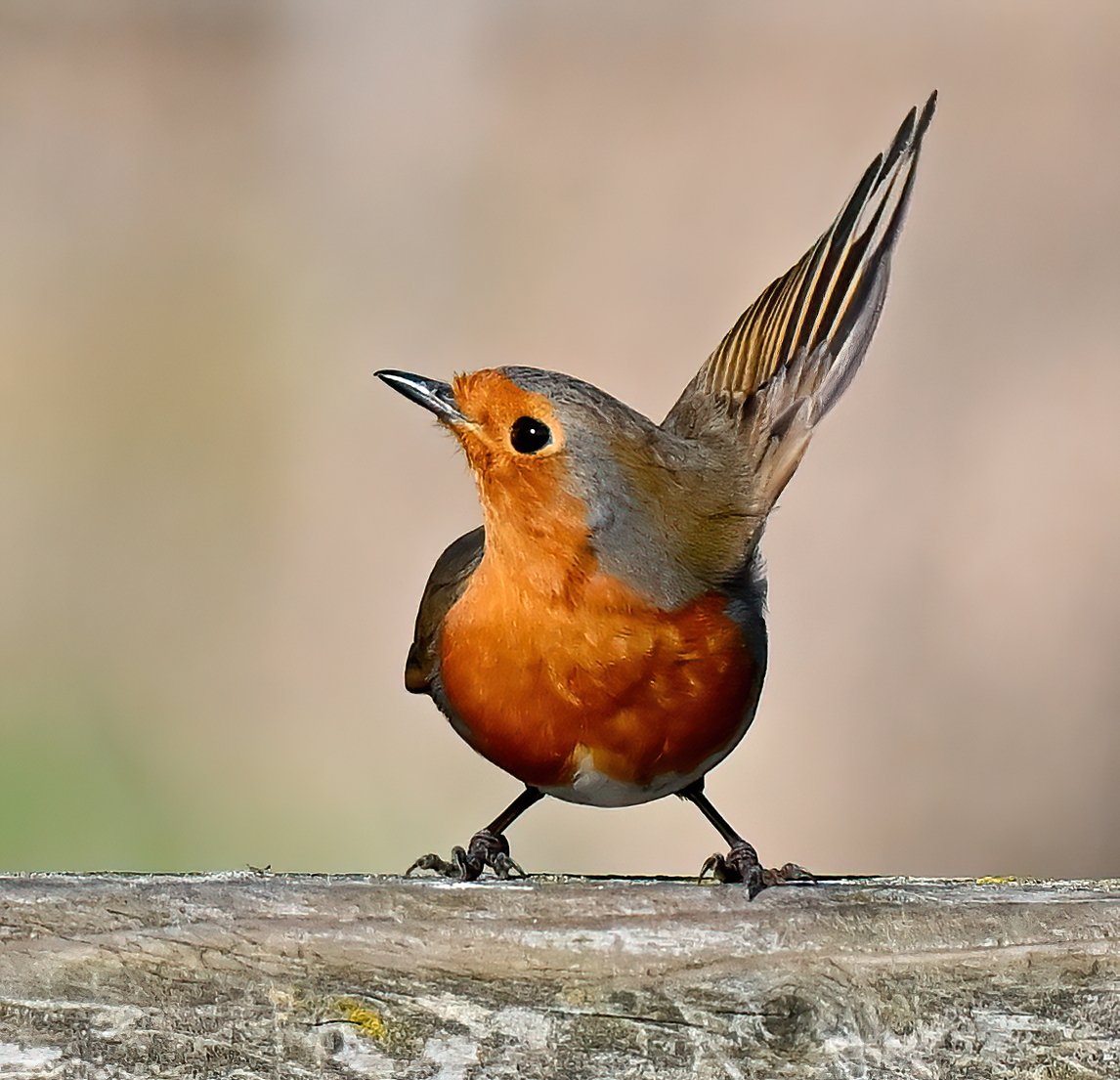 European Robin by Carl Bovis - BirdGuides