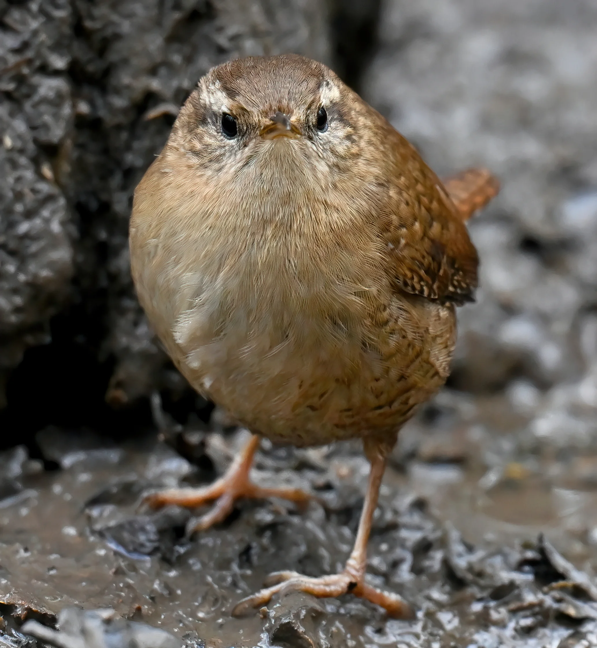 Details : Eurasian Wren - BirdGuides