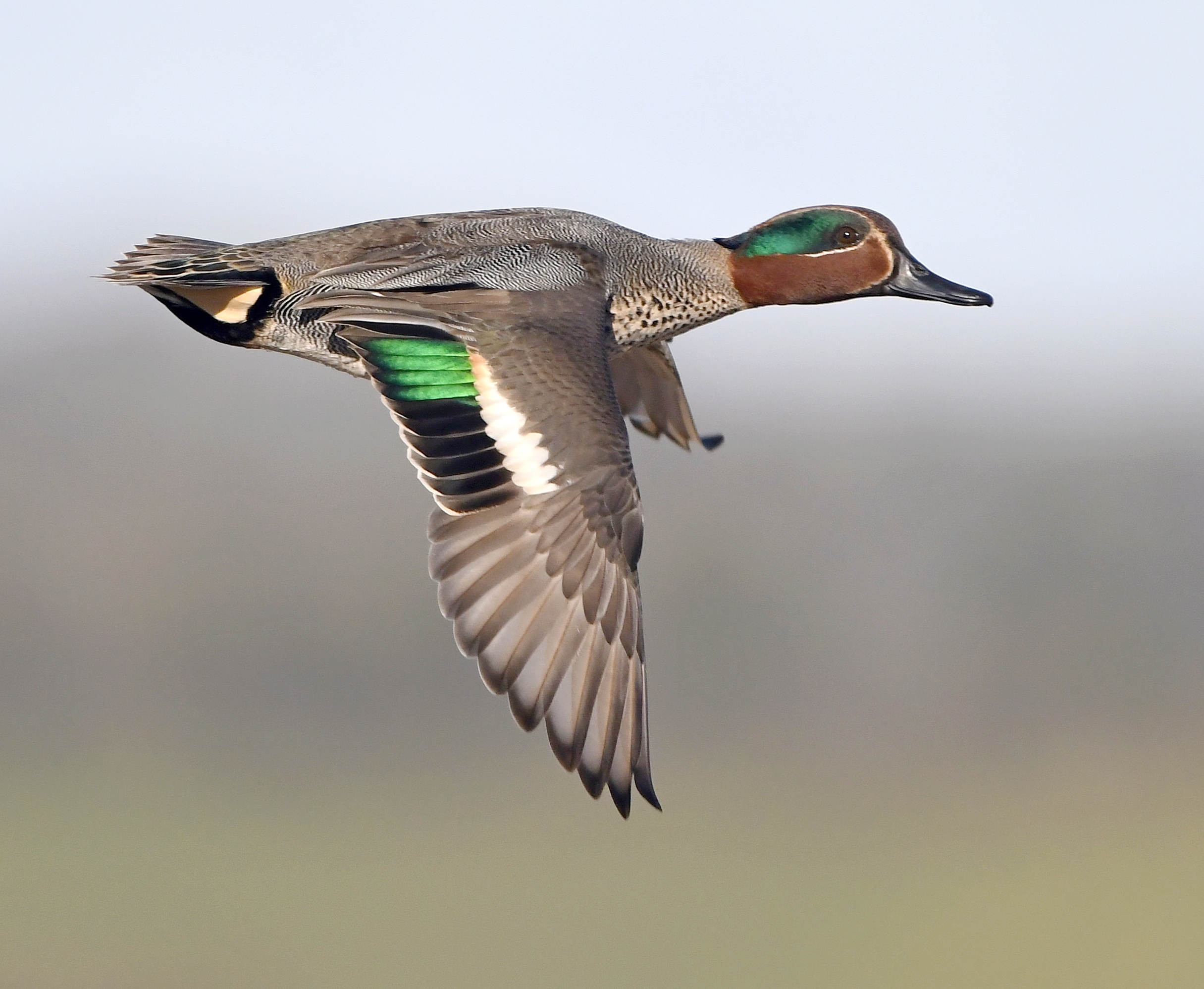 Details : Eurasian Teal - BirdGuides