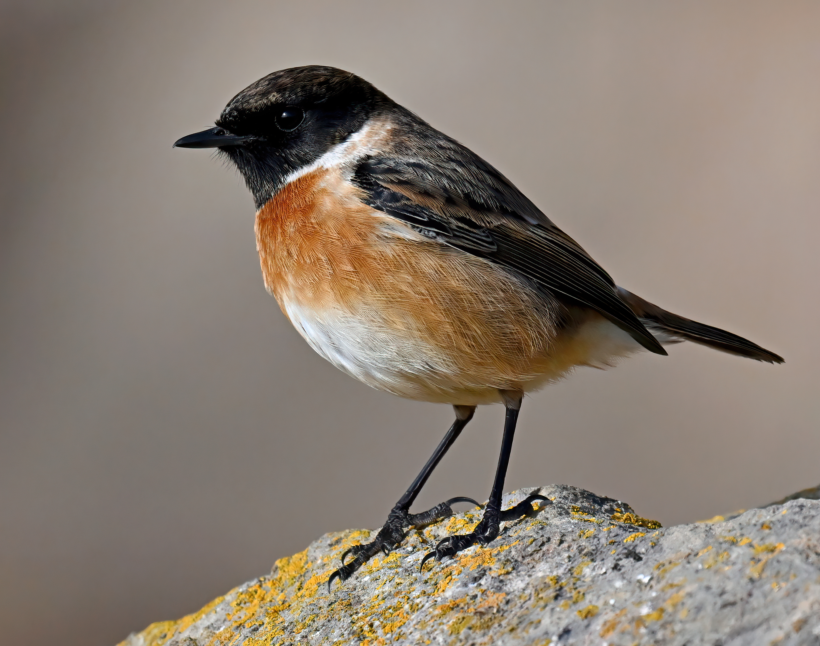 European Stonechat by Carl Bovis - BirdGuides