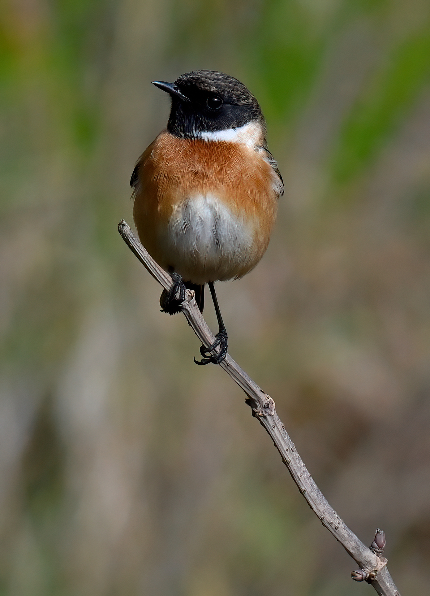 European Stonechat by Carl Bovis - BirdGuides
